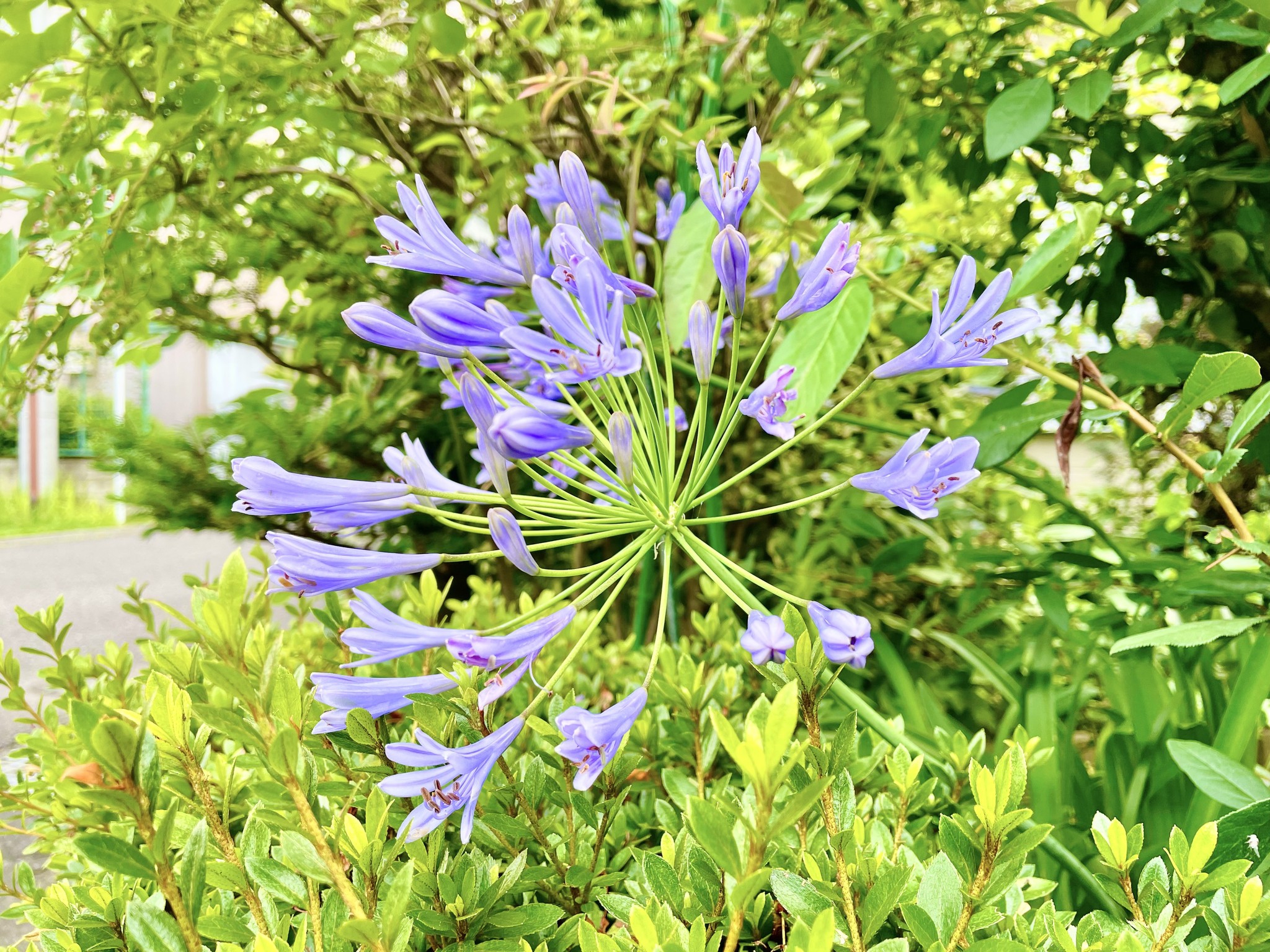 水(Water)〔Gr. u{dwr〕 | コズミックホリステック医療・現代靈氣