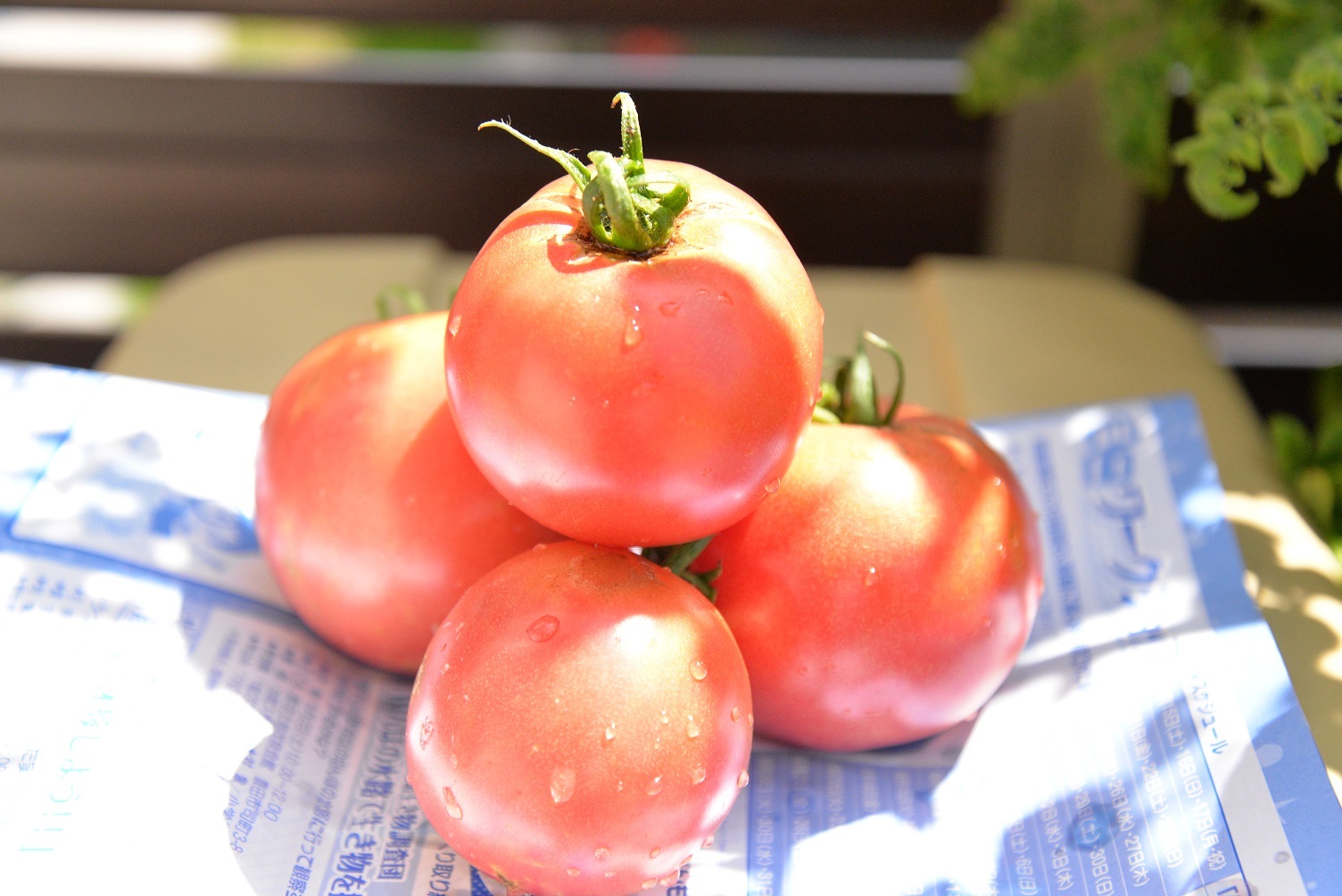 PHOTOGRAPHY | a.shigemo@photograph