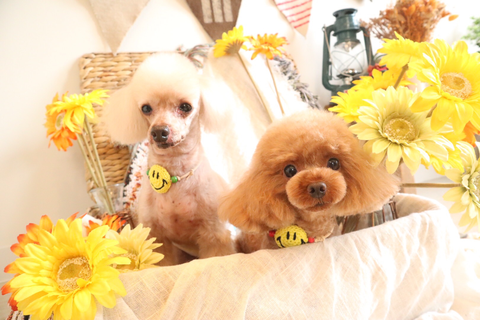 Saku & Suzu