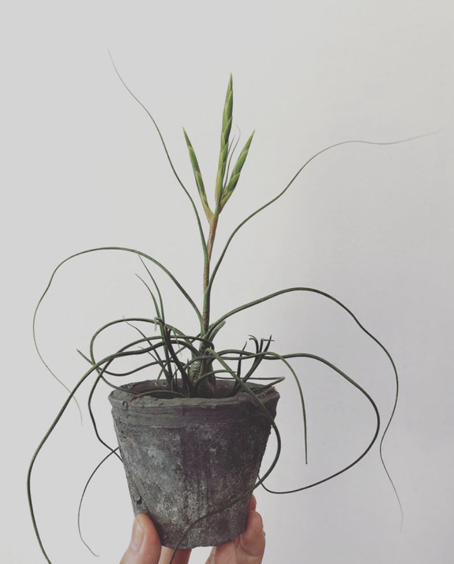 [エアプランツ]Tillandsia Butzii ティランジア ブッツィー | Plants and candle shop LILWA