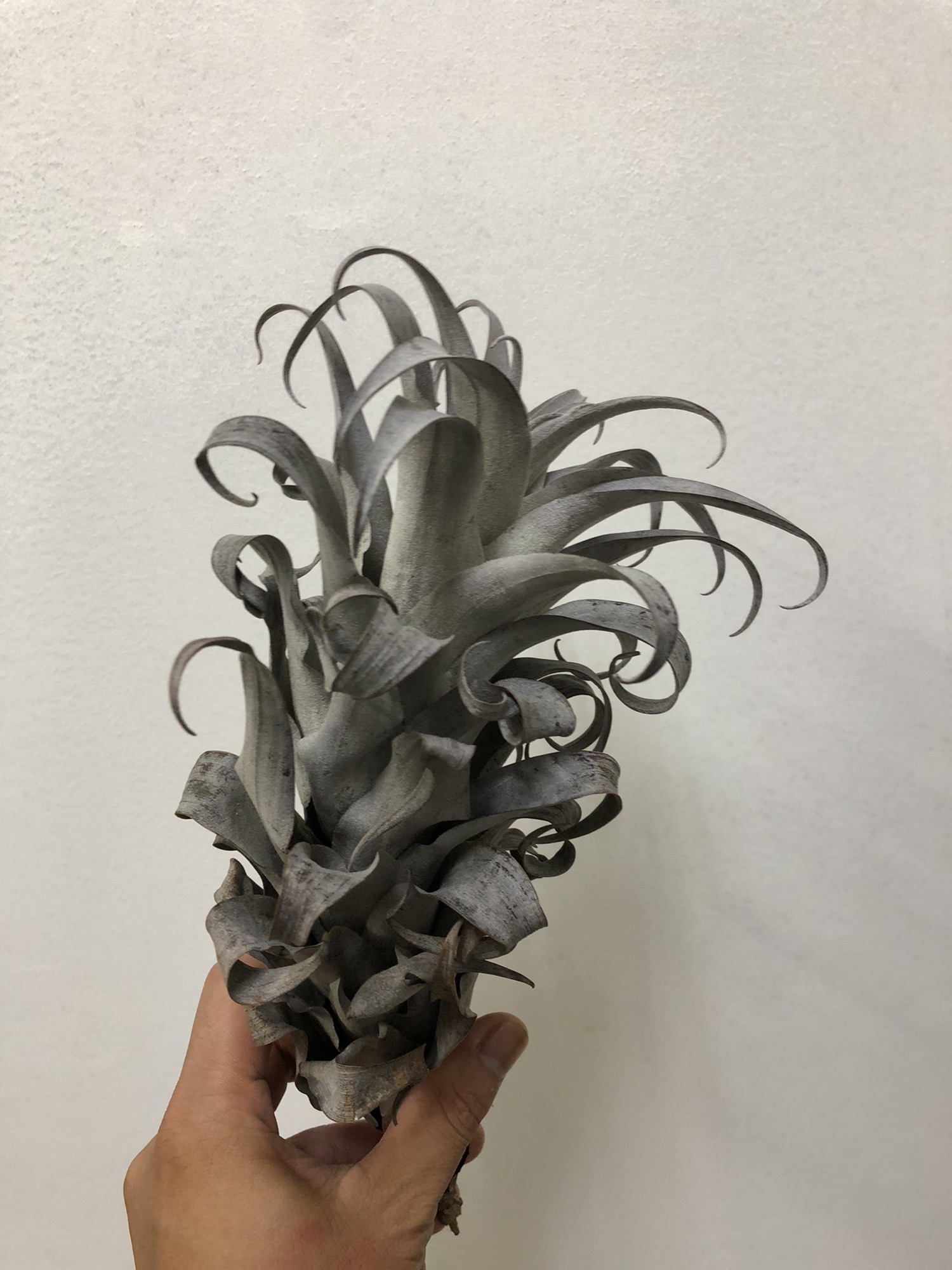 [shop info]臨時休業のお知らせ | Plants and candle shop LILWA