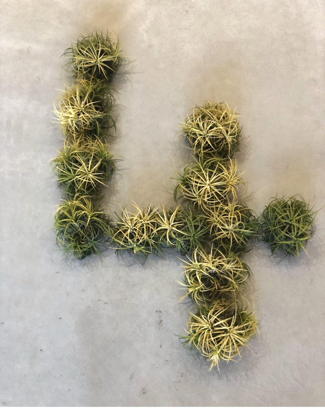 4th anniversary | Plants and candle shop LILWA