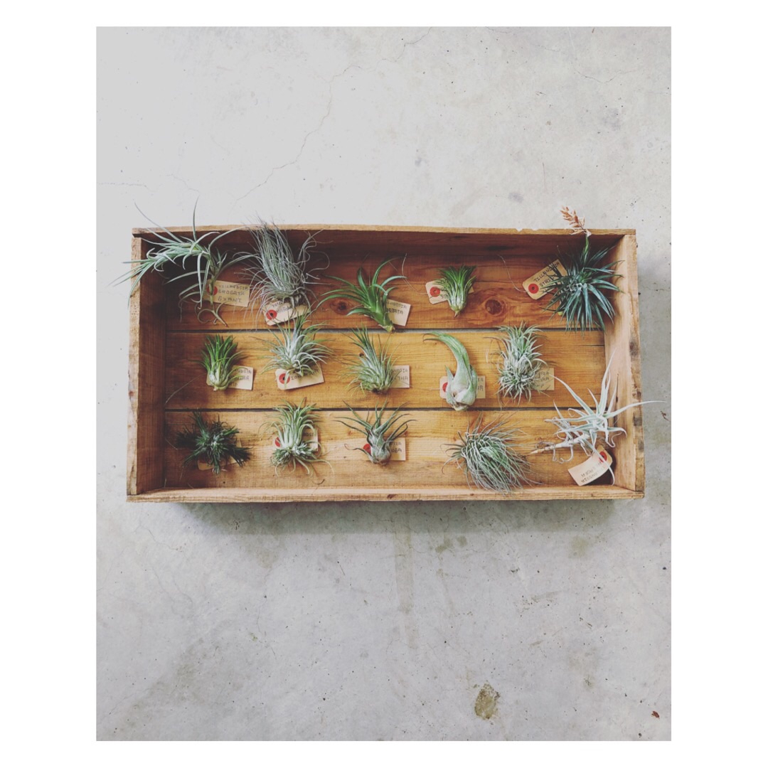 [エアプランツ ]tillandsia 入荷情報 | Plants and candle shop LILWA