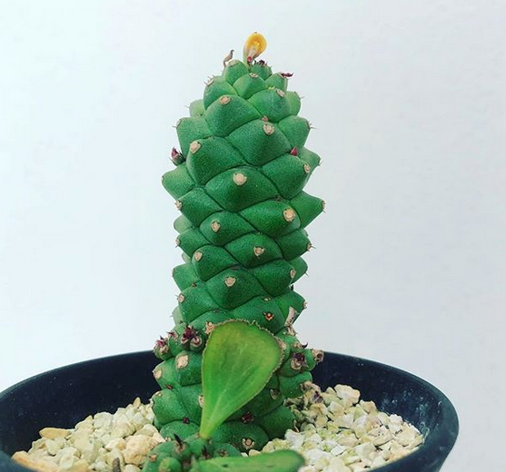 [ユーフォルビア]Monadenium ritchiei モナデニウム・リチェイ | Plants and candle shop LILWA