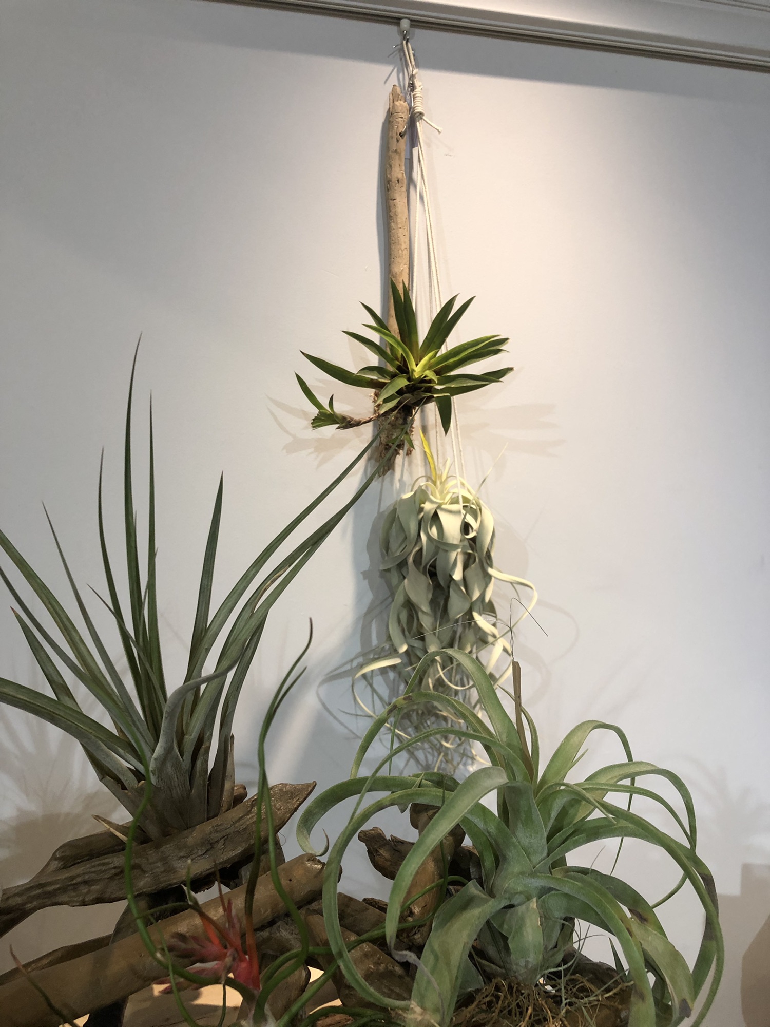 森を楽しむ | Plants and candle shop LILWA