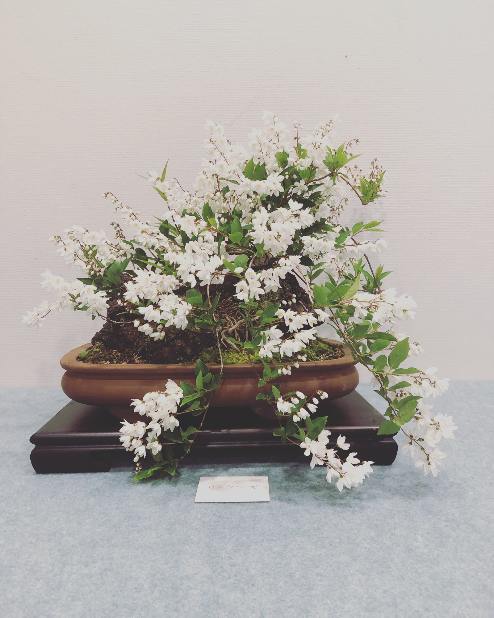 [event info]駿河山草会展示会 | Plants and candle shop LILWA