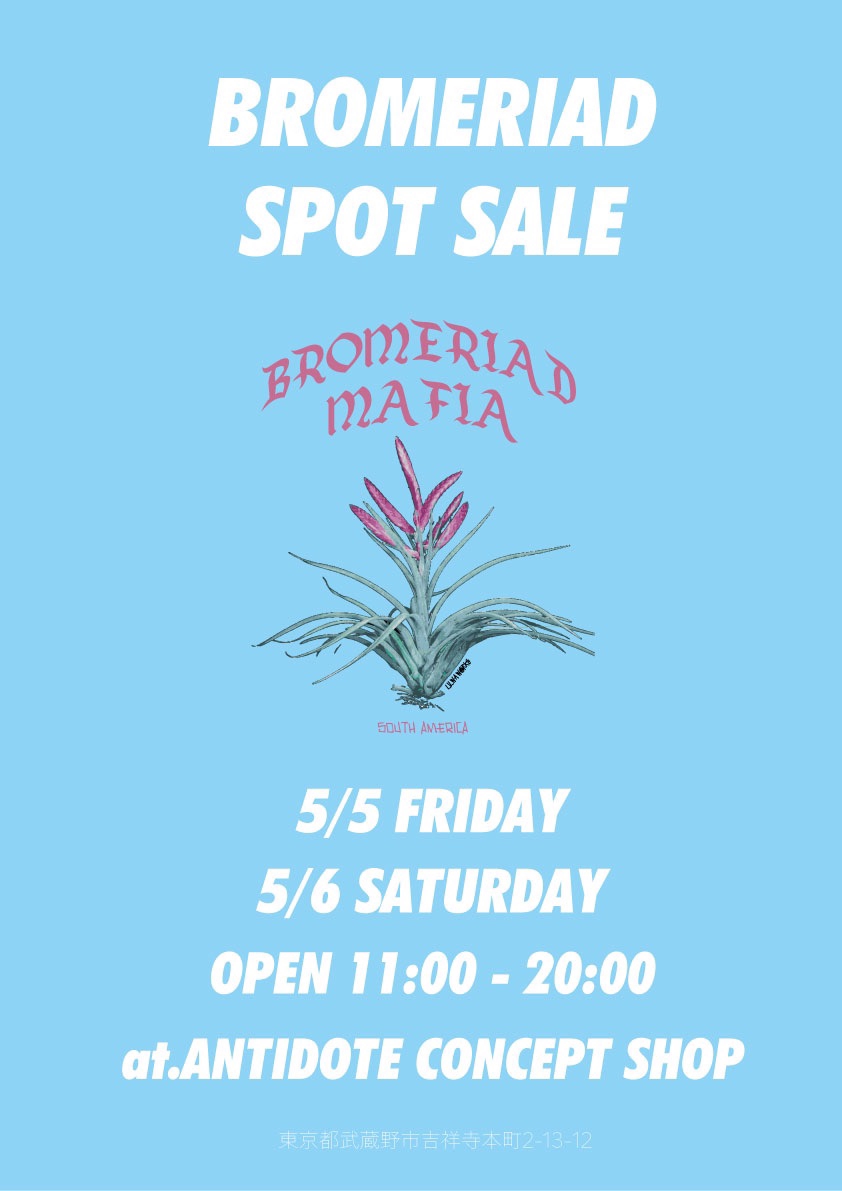 [POP UP]BROMELIAD SPOT SALE at.Antidote 吉祥寺concept shop | Plants and ...