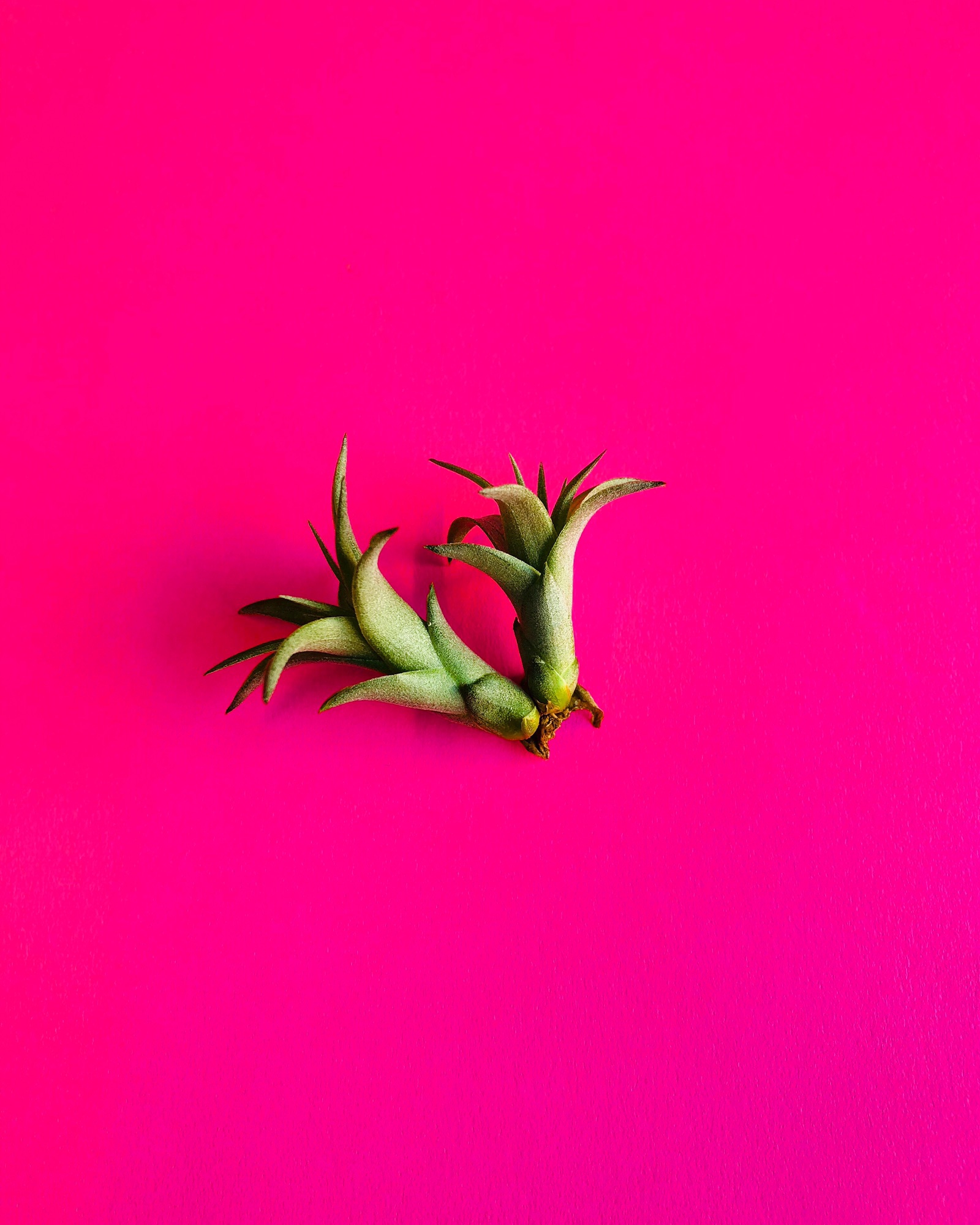 【shop info】年末年始の営業のお知らせ | Plants and candle shop LILWA