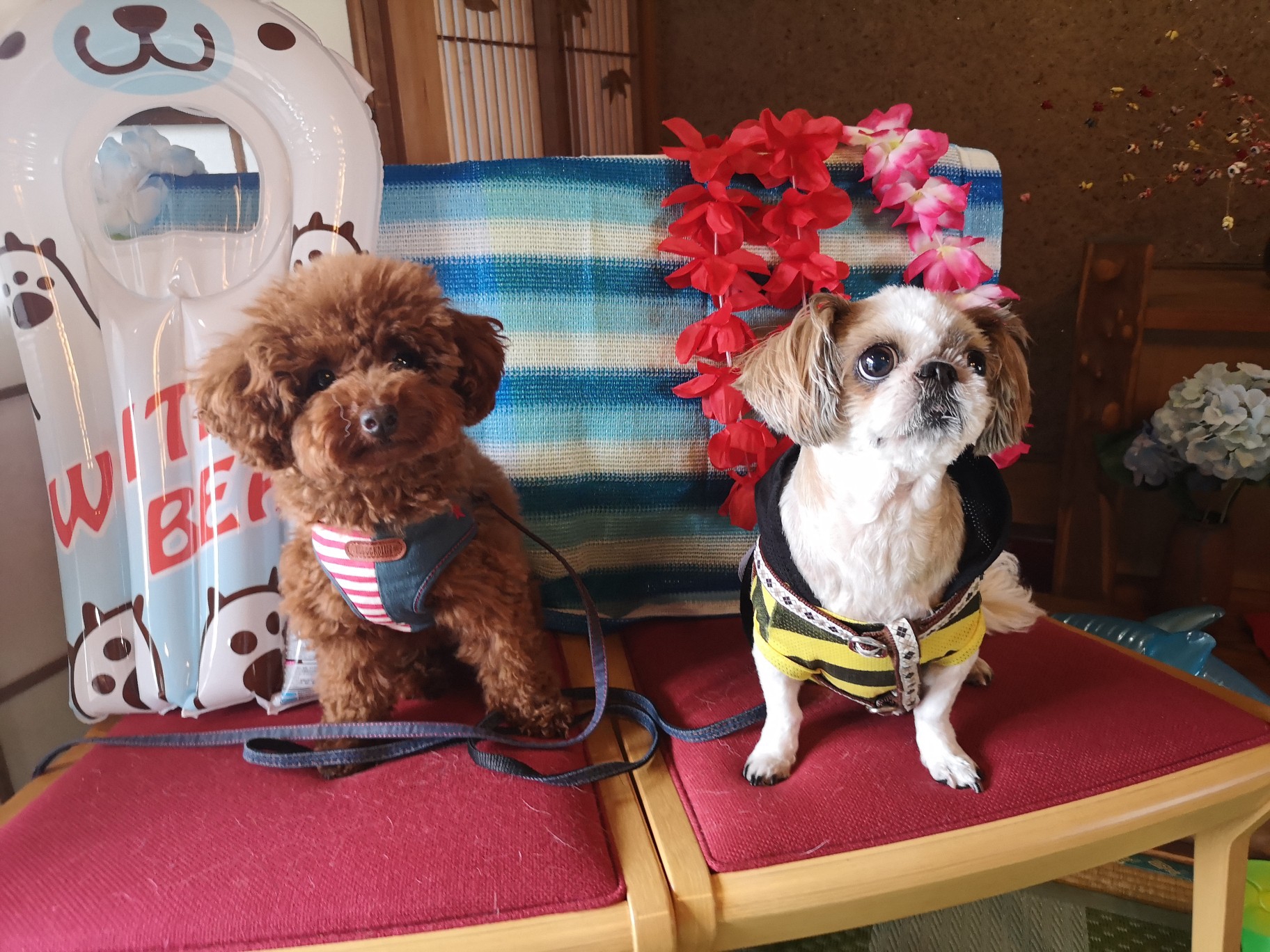 本日の来店わんこ #毛呂山 #ドッグカフェ #埼玉 #わんこ入店OK #わんこ同伴OK #ドッグカフェ貸切 #5周年 | sam's cafe ...