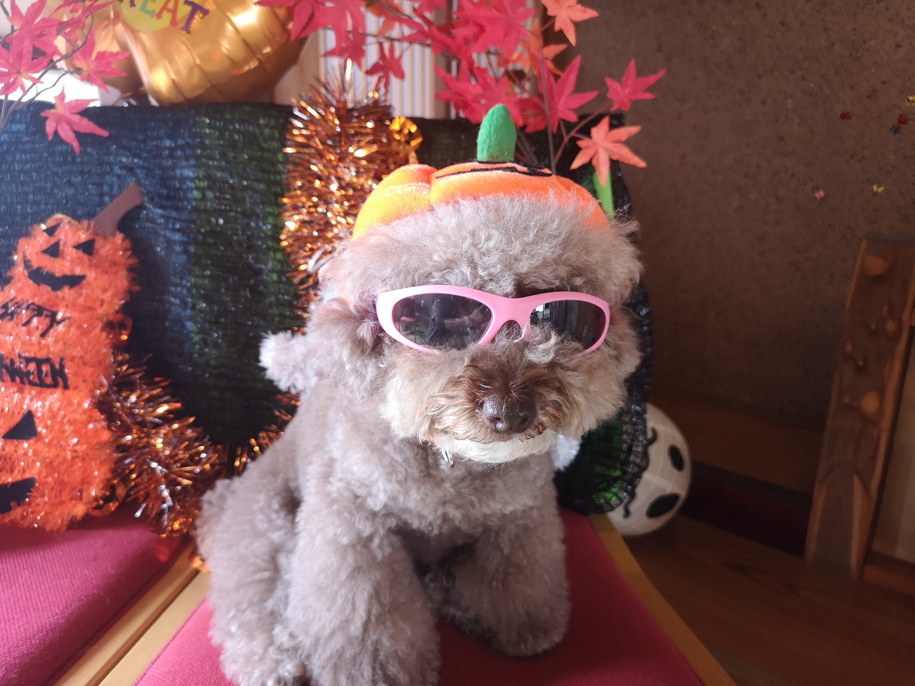 本日の来店わんこ #毛呂山 #ドッグカフェ #埼玉 #わんこ入店OK #わんこ同伴OK #ドッグカフェ貸切 #5周年 #ハロウィン | sam ...