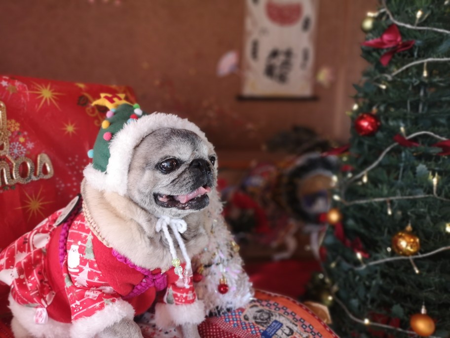 本日の来店わんこ #毛呂山 #ドッグカフェ #埼玉 #わんこ入店OK #わんこ同伴OK #ドッグカフェ貸切 #クリスマス | sam's ...