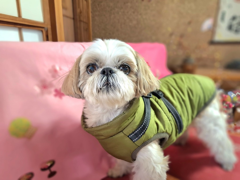 本日の来店わんこ #毛呂山 #ドッグカフェ #埼玉 #いぬ入店OK #いぬ同伴OK #ドッグカフェ貸切 #ひなまつり | sam's cafe ...