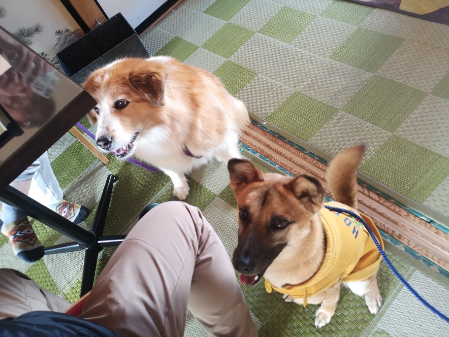 本日の来店わんこ #毛呂山 #ドッグカフェ #埼玉 #わんこ入店OK #わんこ同伴OK #ドッグカフェ貸切 #ひなまつり | sam's cafe with dogs
