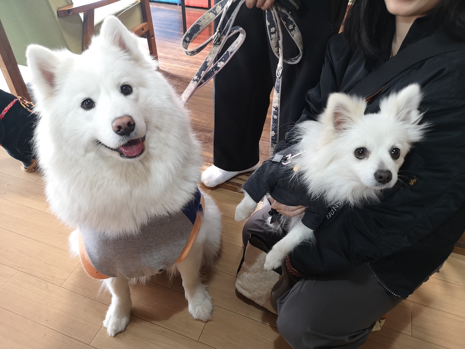 本日の来店わんこ #毛呂山 #ドッグカフェ #埼玉 #わんこ入店OK #わんこ同伴OK #ドッグカフェ貸切 #ひなまつり | sam's ...