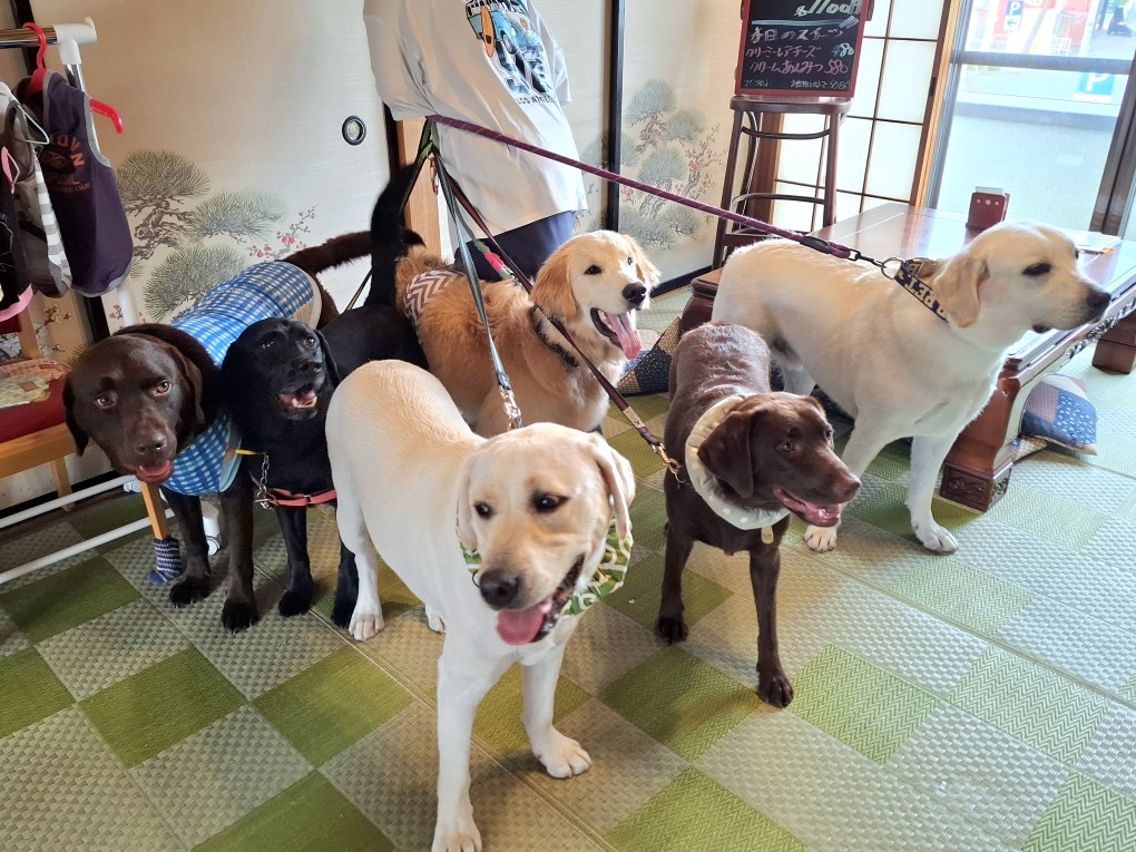 本日の来店わんこ #毛呂山 #ドッグカフェ #埼玉 #いぬ入店OK #いぬ同伴OK #ドッグカフェ貸切 #あじさい | sam's cafe ...