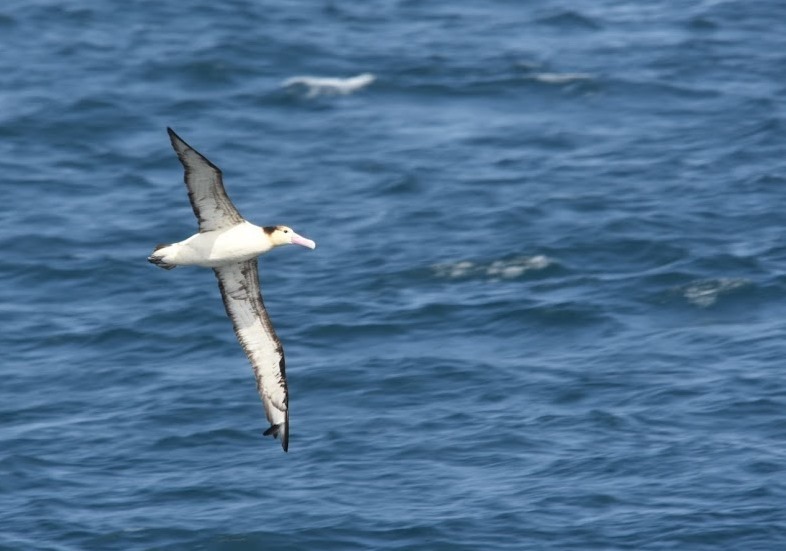 Bird waching at sea around Japan