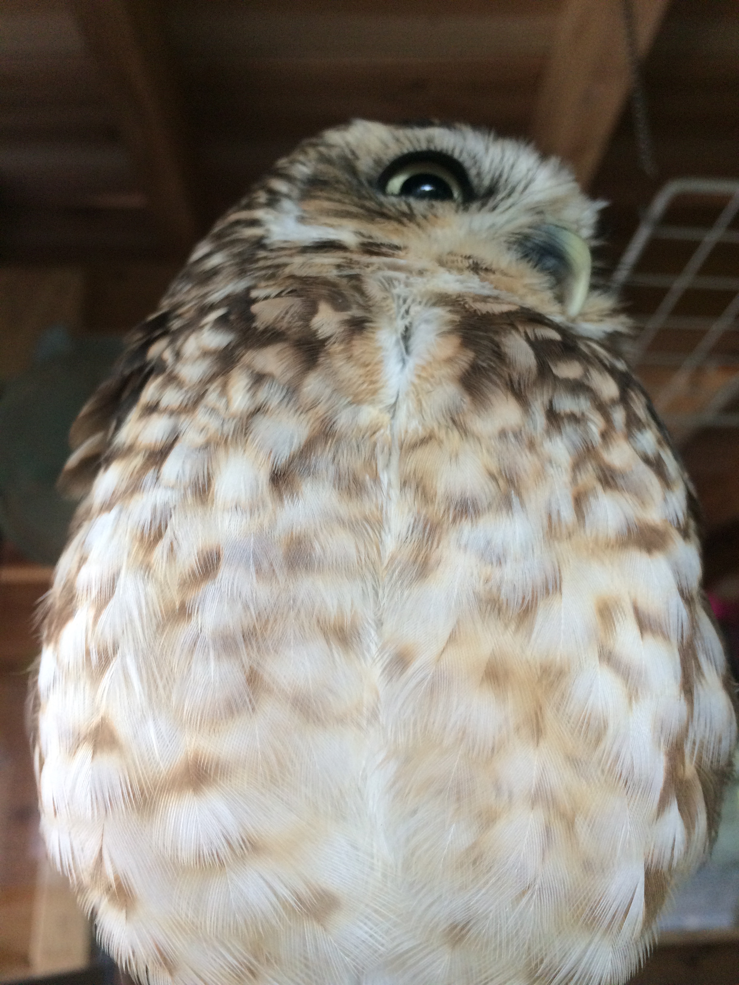 ABOUT | ふれあい TORIKAGO