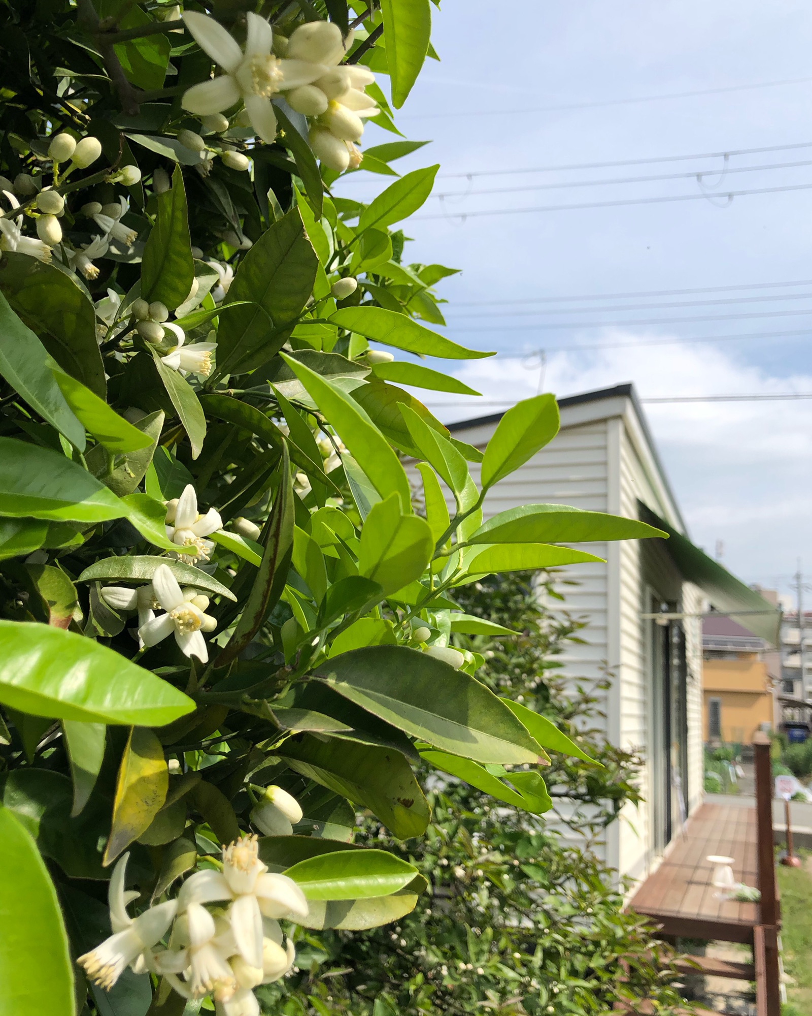 ネーブルオレンジの花 | 宝塚小林農園