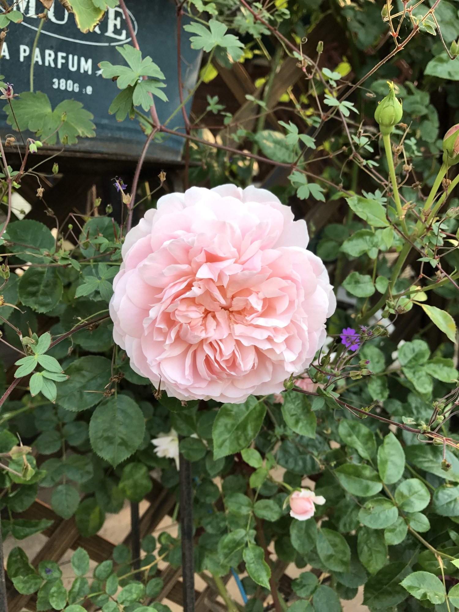 メニュー | Rose Shell