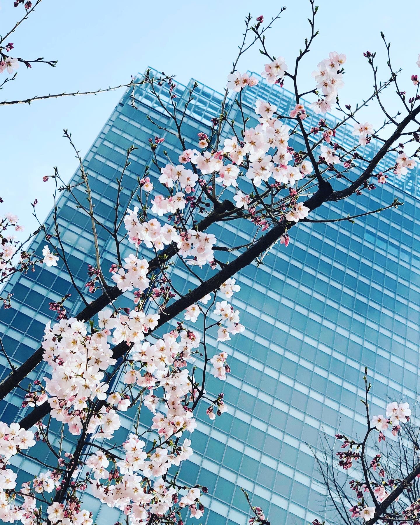🌸Cherry blossoms bloom, quietly ...ww ^^; | イトー ノリヒサ©︎ OFFICE