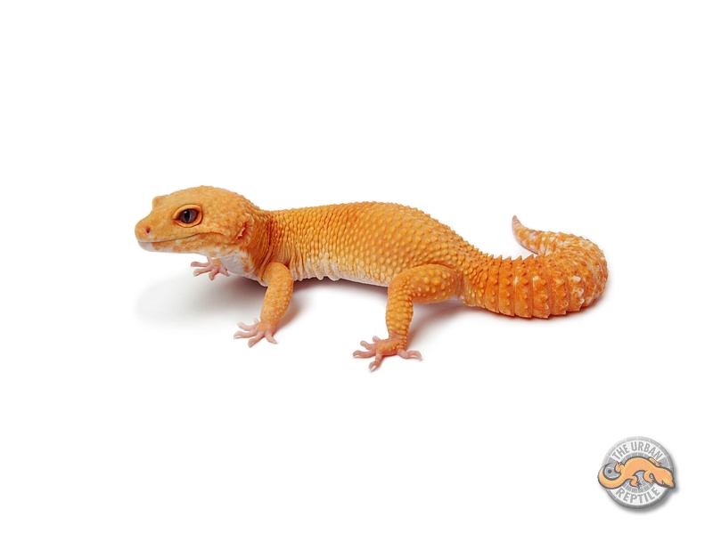 レオパ Leopard Gecko Morphs Ron Tremper 本