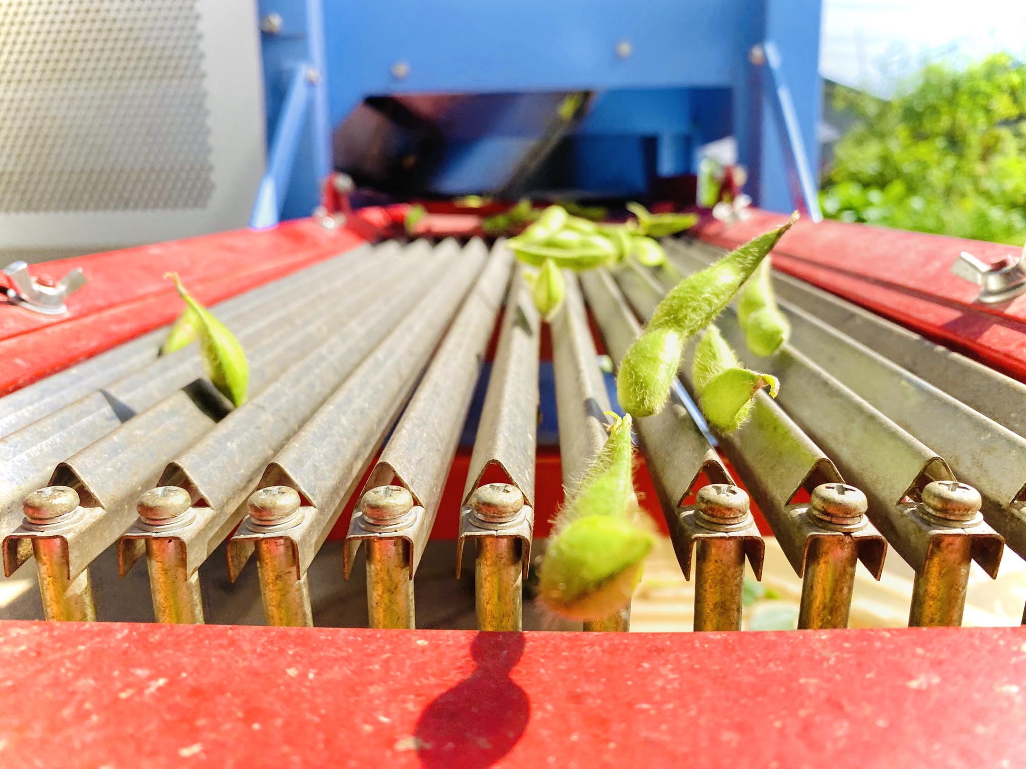 TOP STEP KING | KOMACHAN NEL