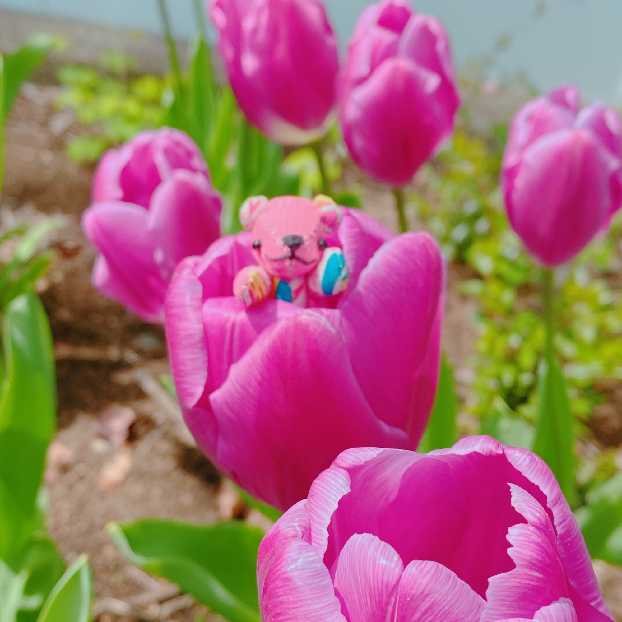 GALLERY | ALOHA BEAR®