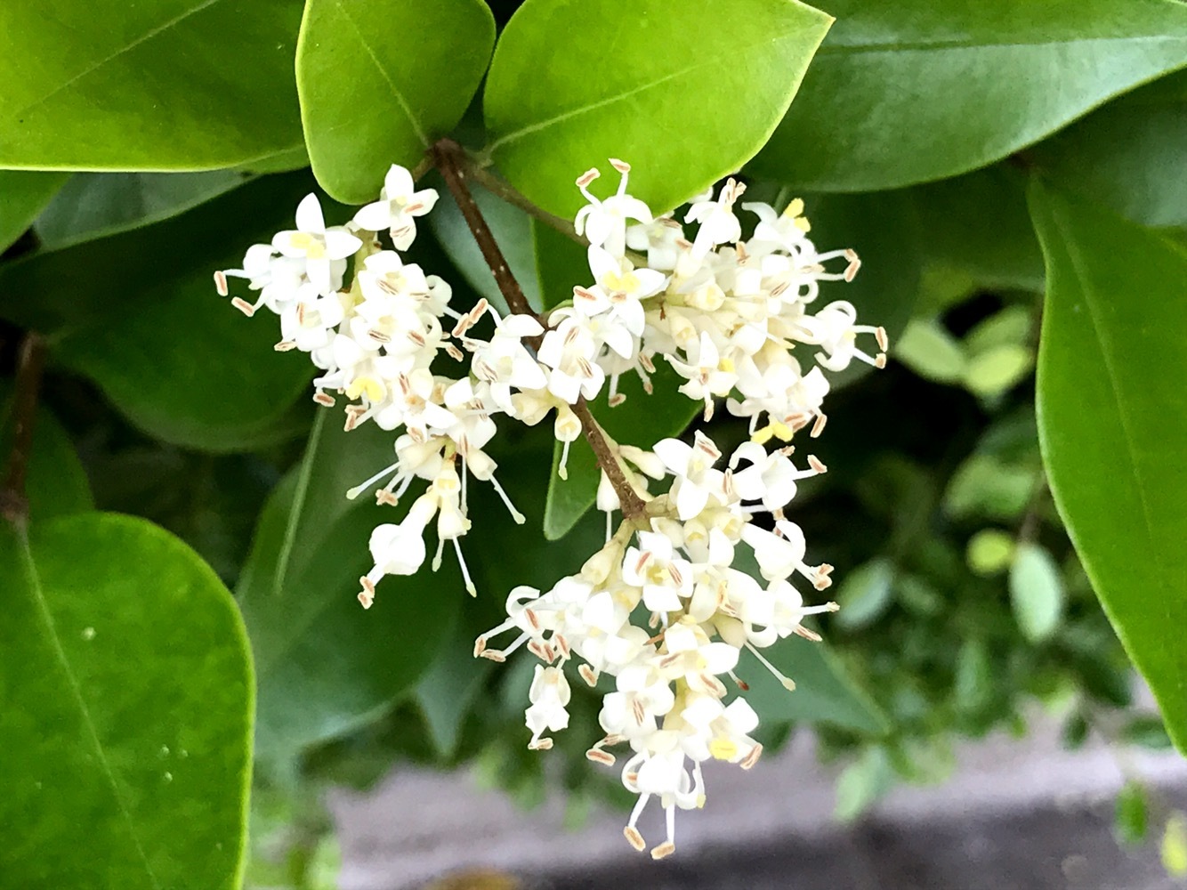 お疲れ様m(__)m | ダンシング Ⅰ's Ownd