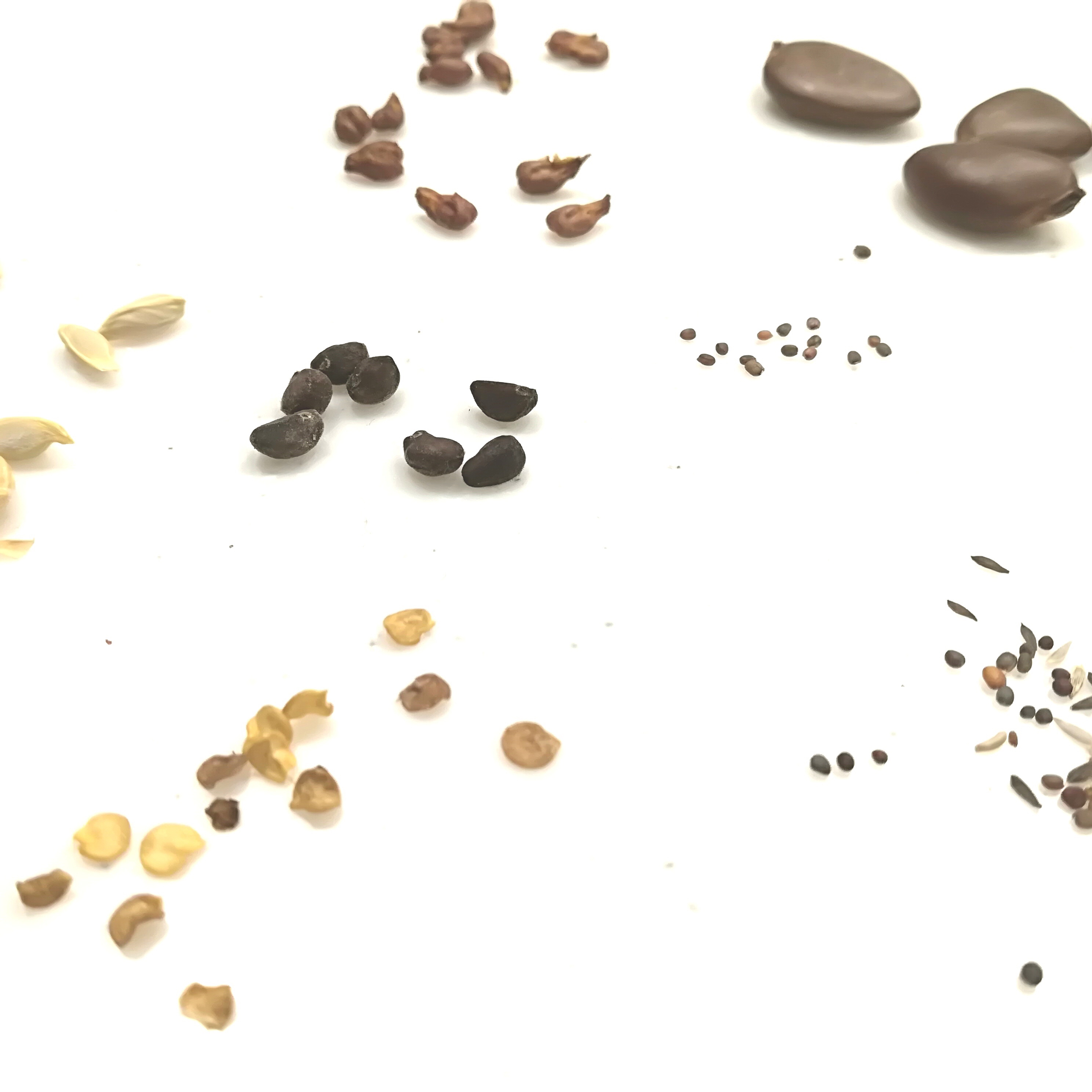 ta Seed | ta CRAFT☘️ta GALLERY