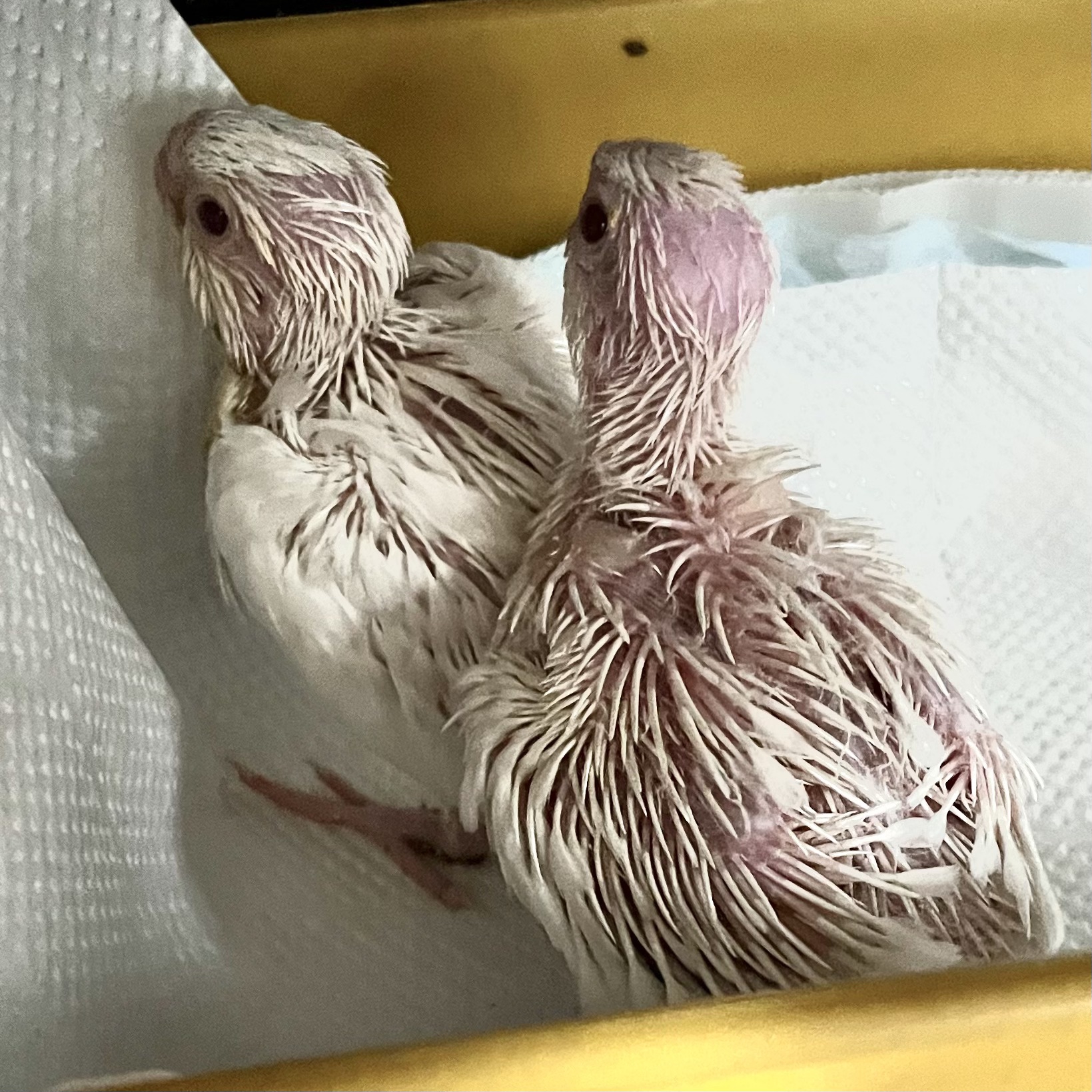 お迎え | bird fancier