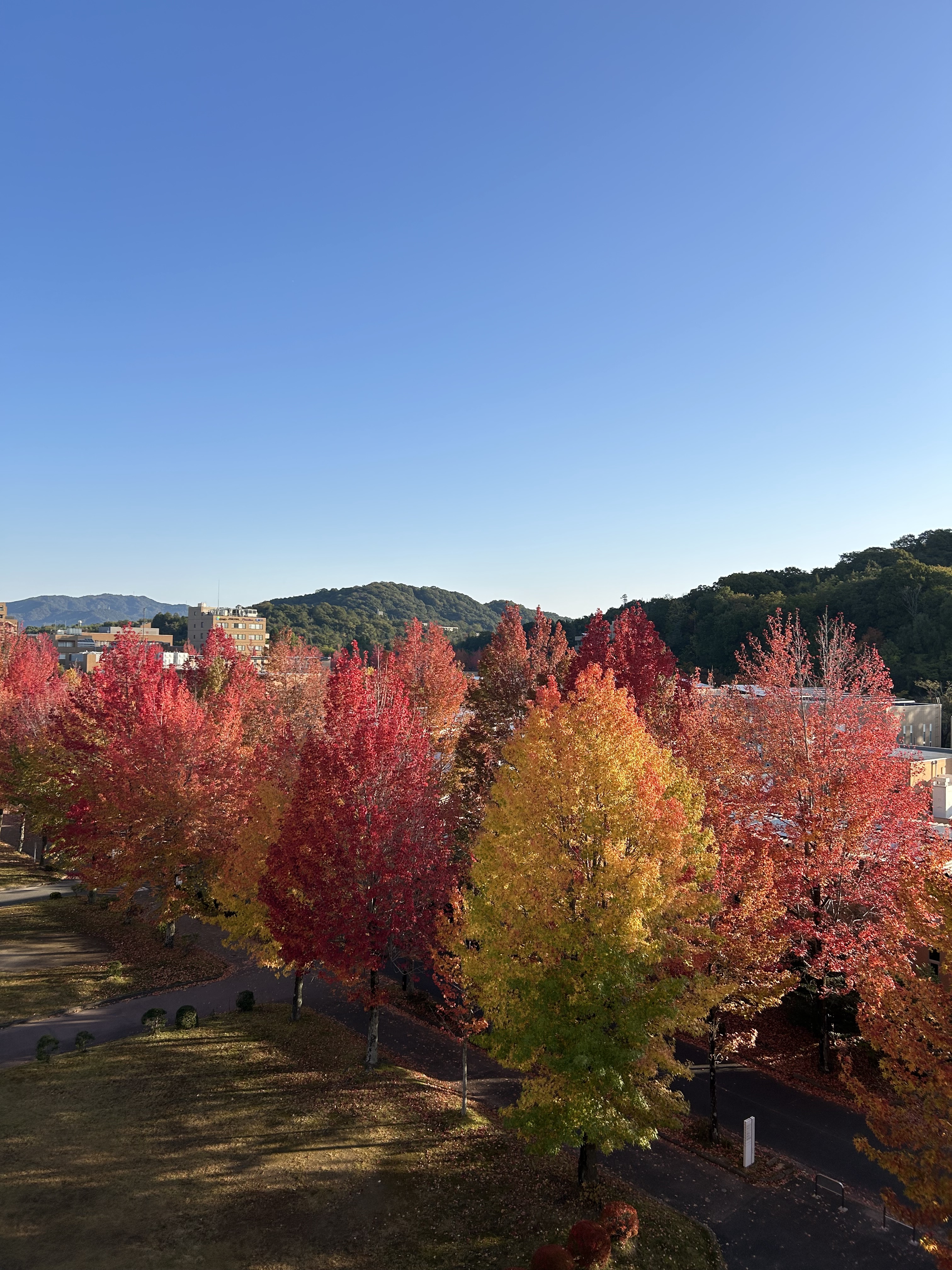 Autumn is deepening | Thermal Fluid Materials Engineering Laboratory