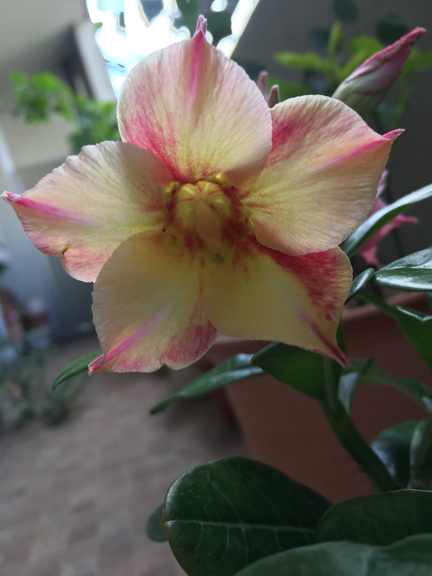 ベランダ | Yorie official HP