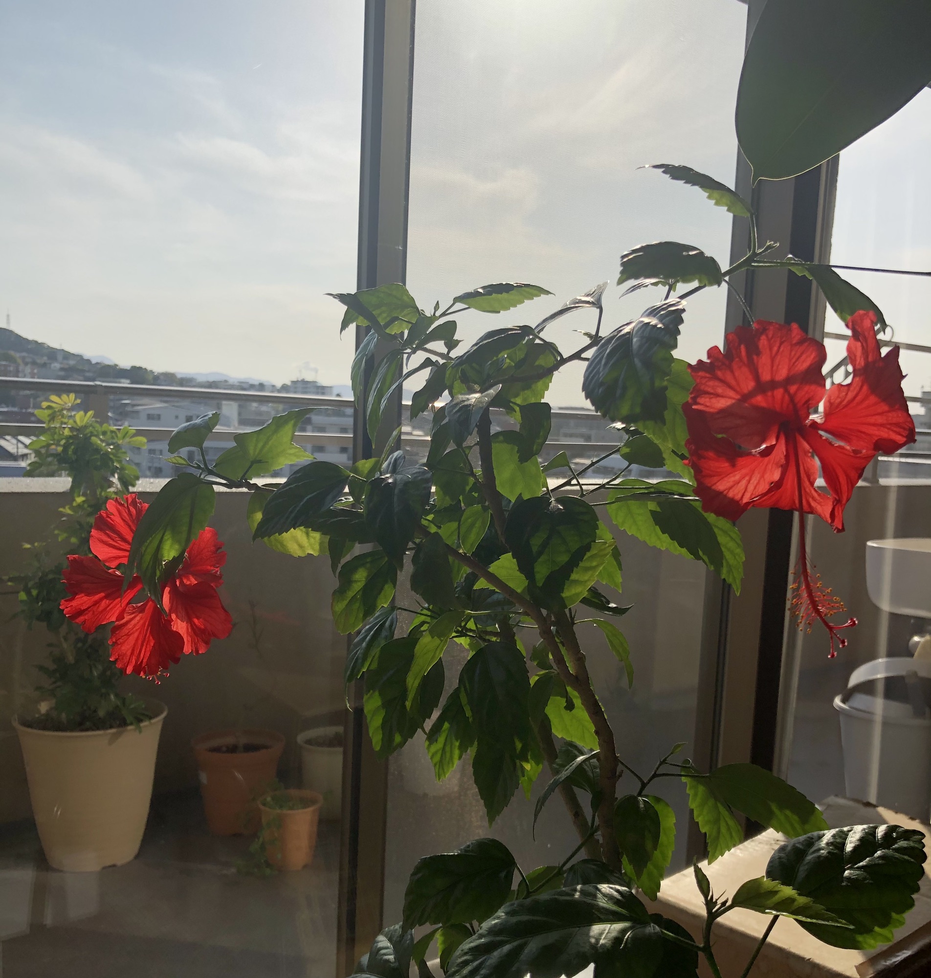 またまた咲いた | Yorie official HP