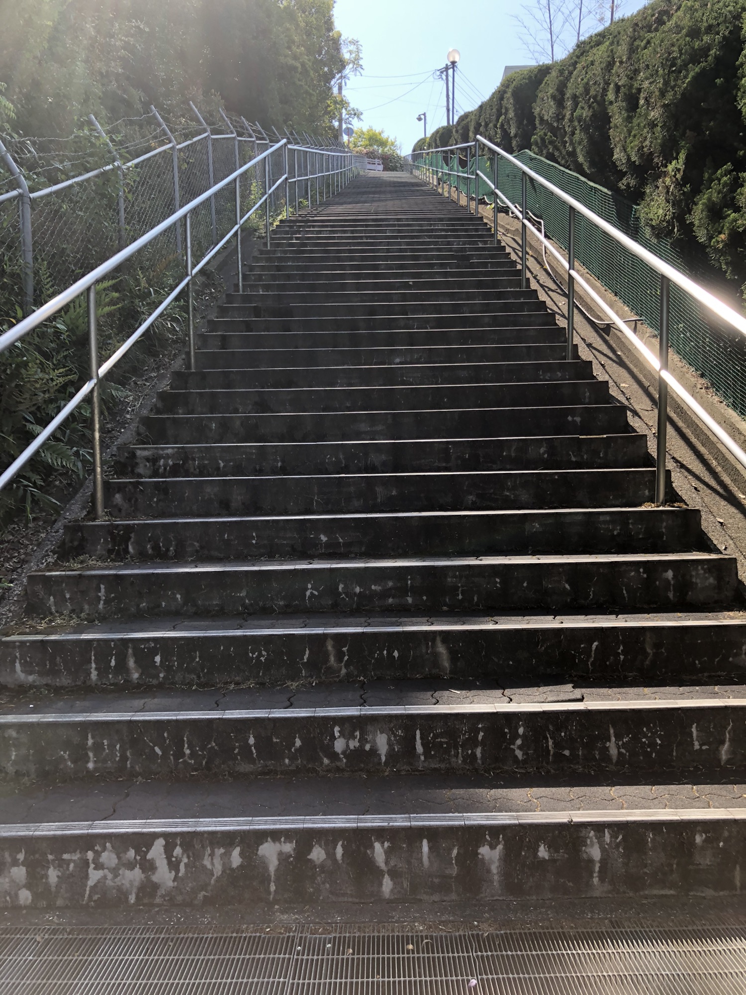 今日の散歩 | Yorie official HP