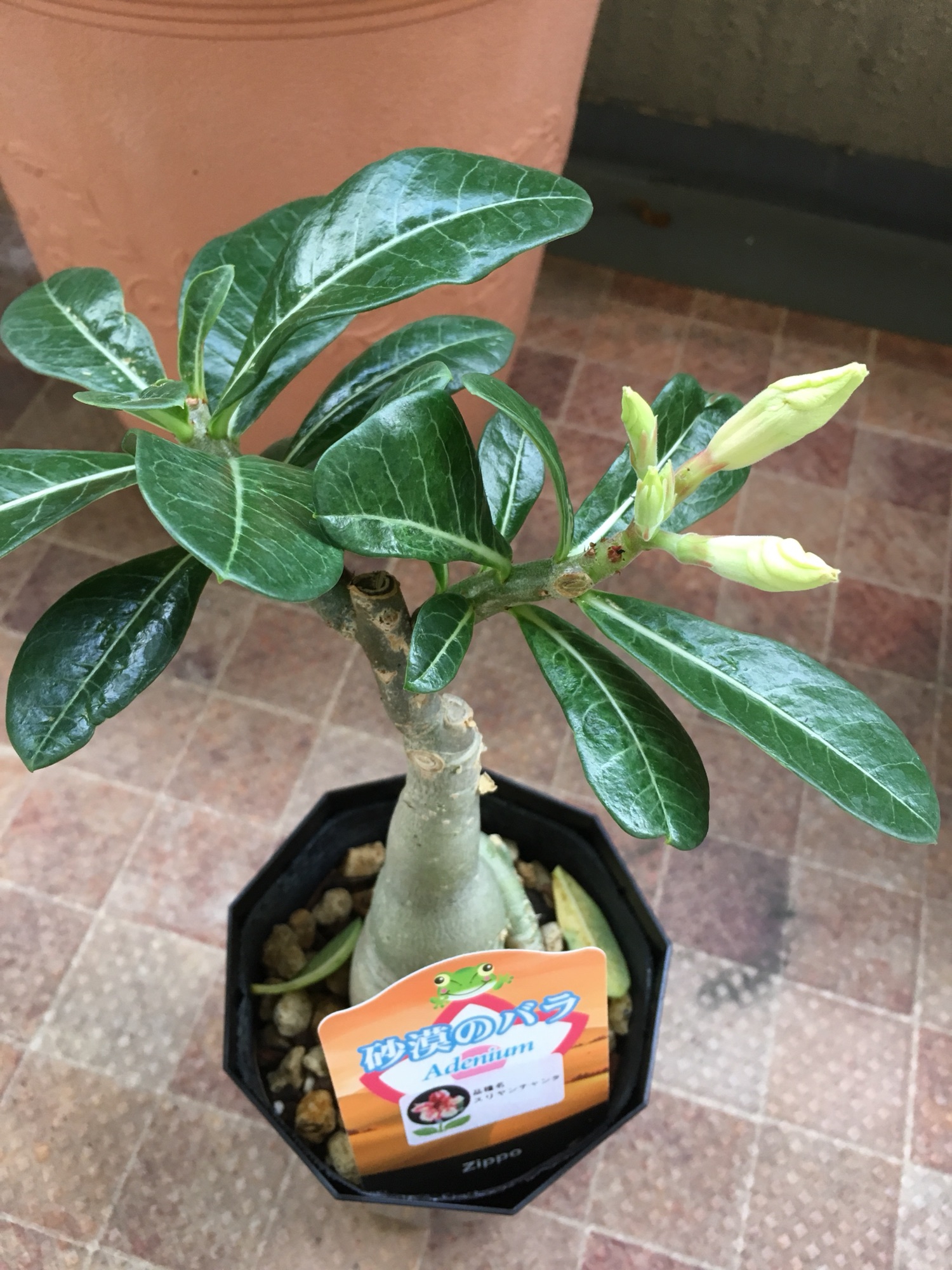 砂漠のバラが… | Yorie official HP