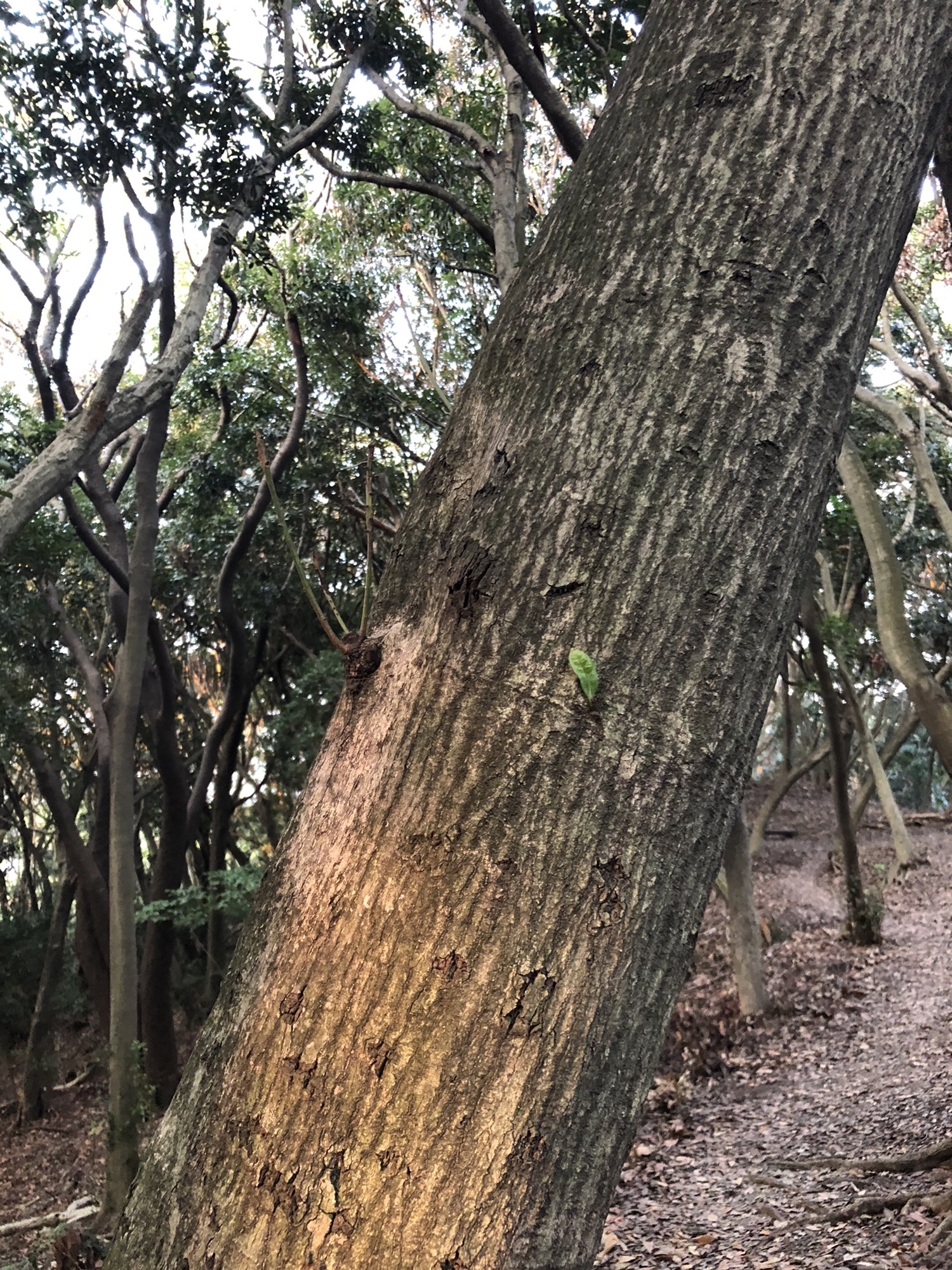 散歩で見つけた！ | Yorie official HP