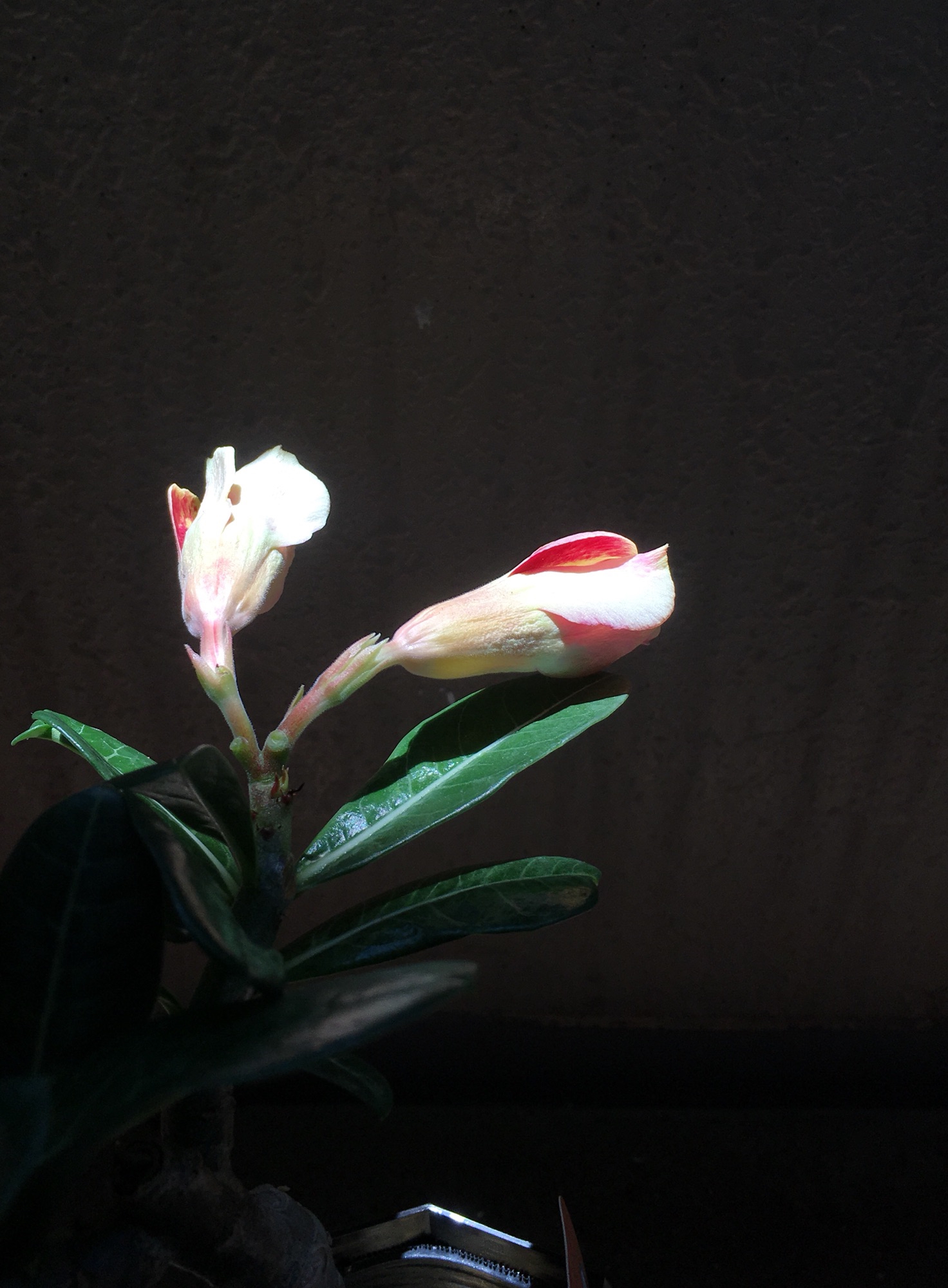 もうちょっとで開きそうなんだけど…。 | Yorie official HP