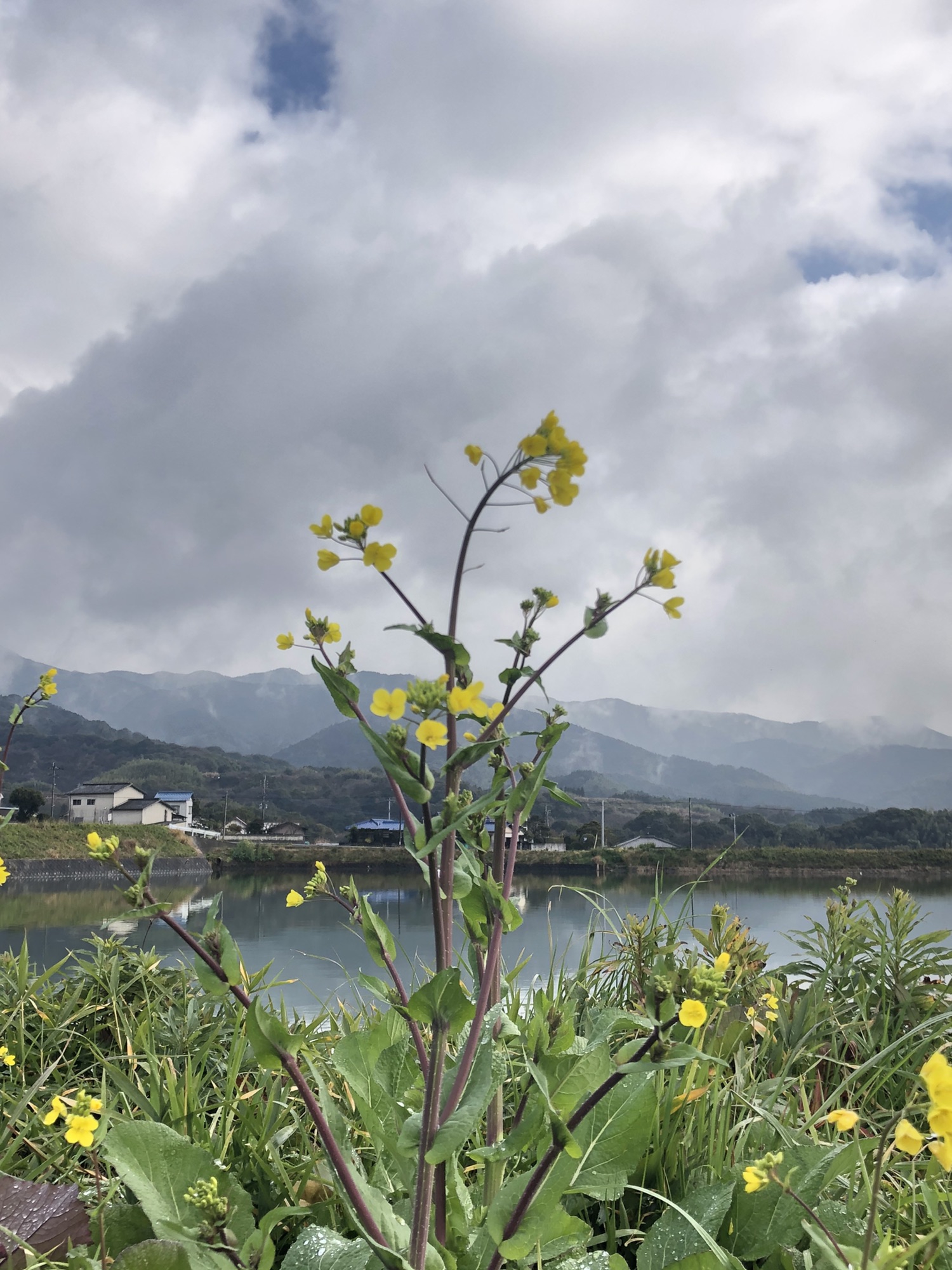 菜の花がちらり | Yorie official HP