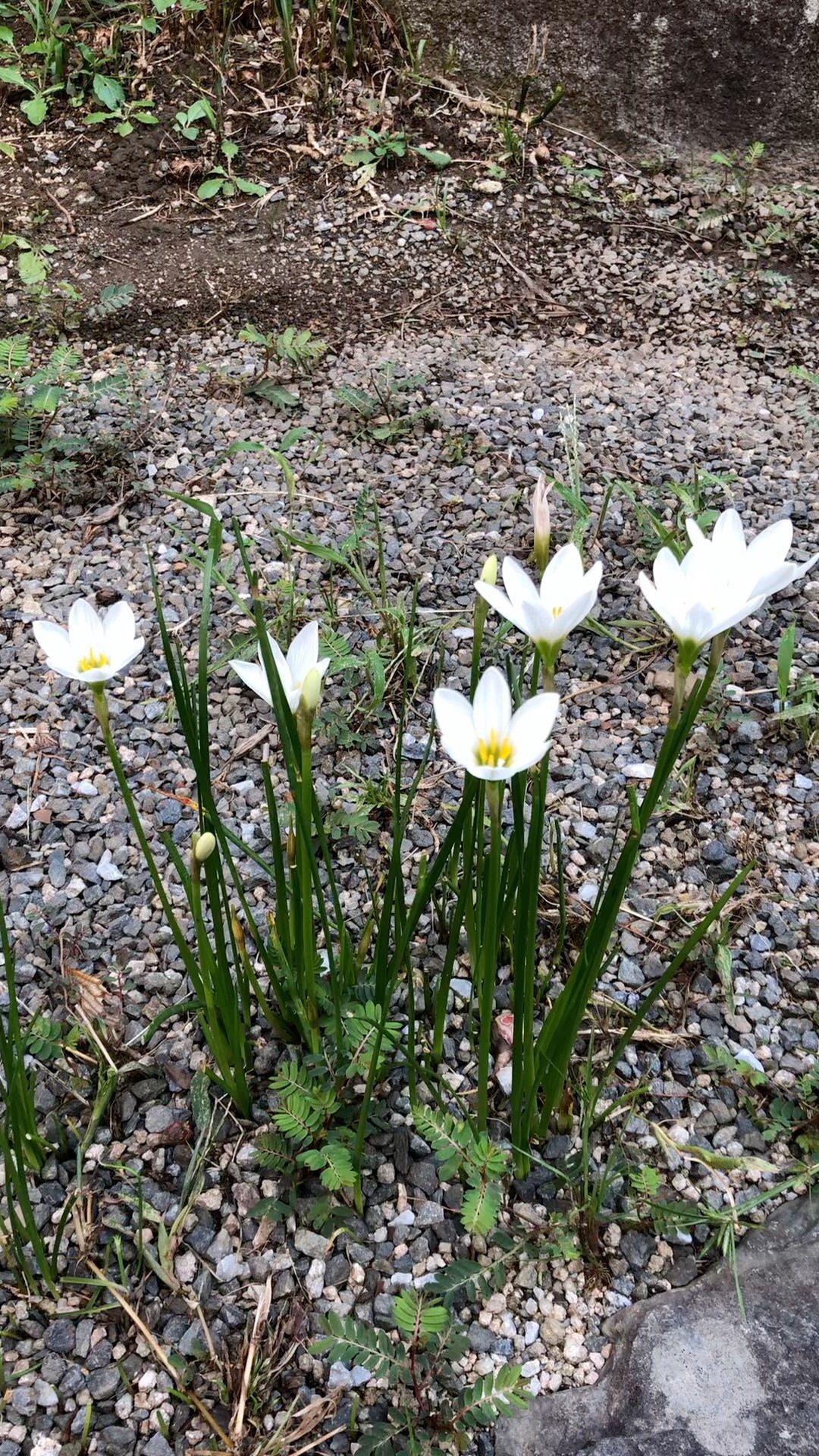 庭の花 | Yorie official HP