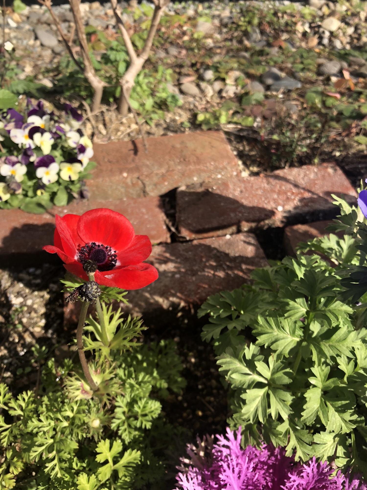 散歩の楽しみ | Yorie official HP