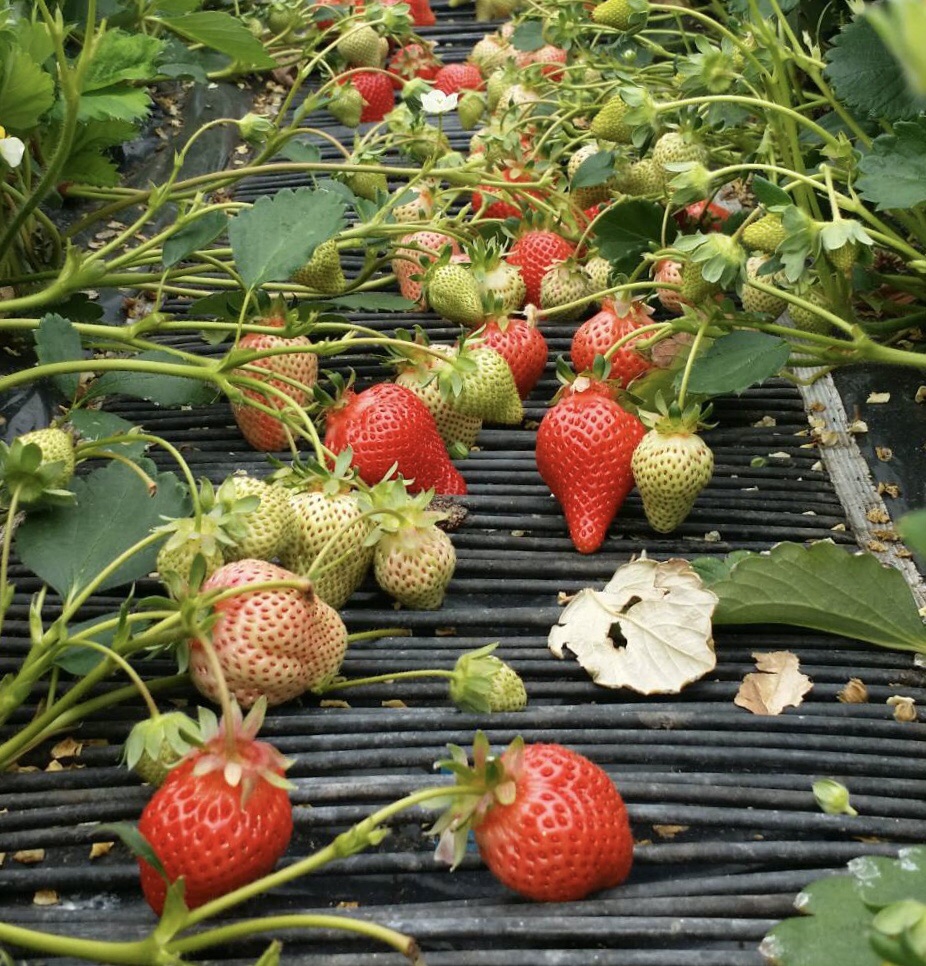 🍓プロフィール | HARA🍓FARM