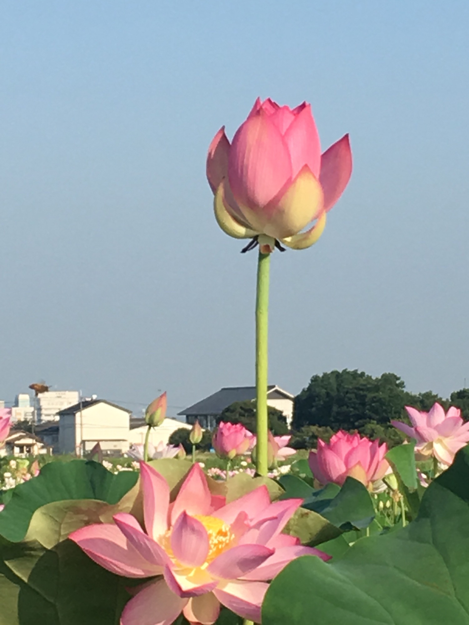 8月、9月の日程です | ボーディヨガ Bodhi YOGA