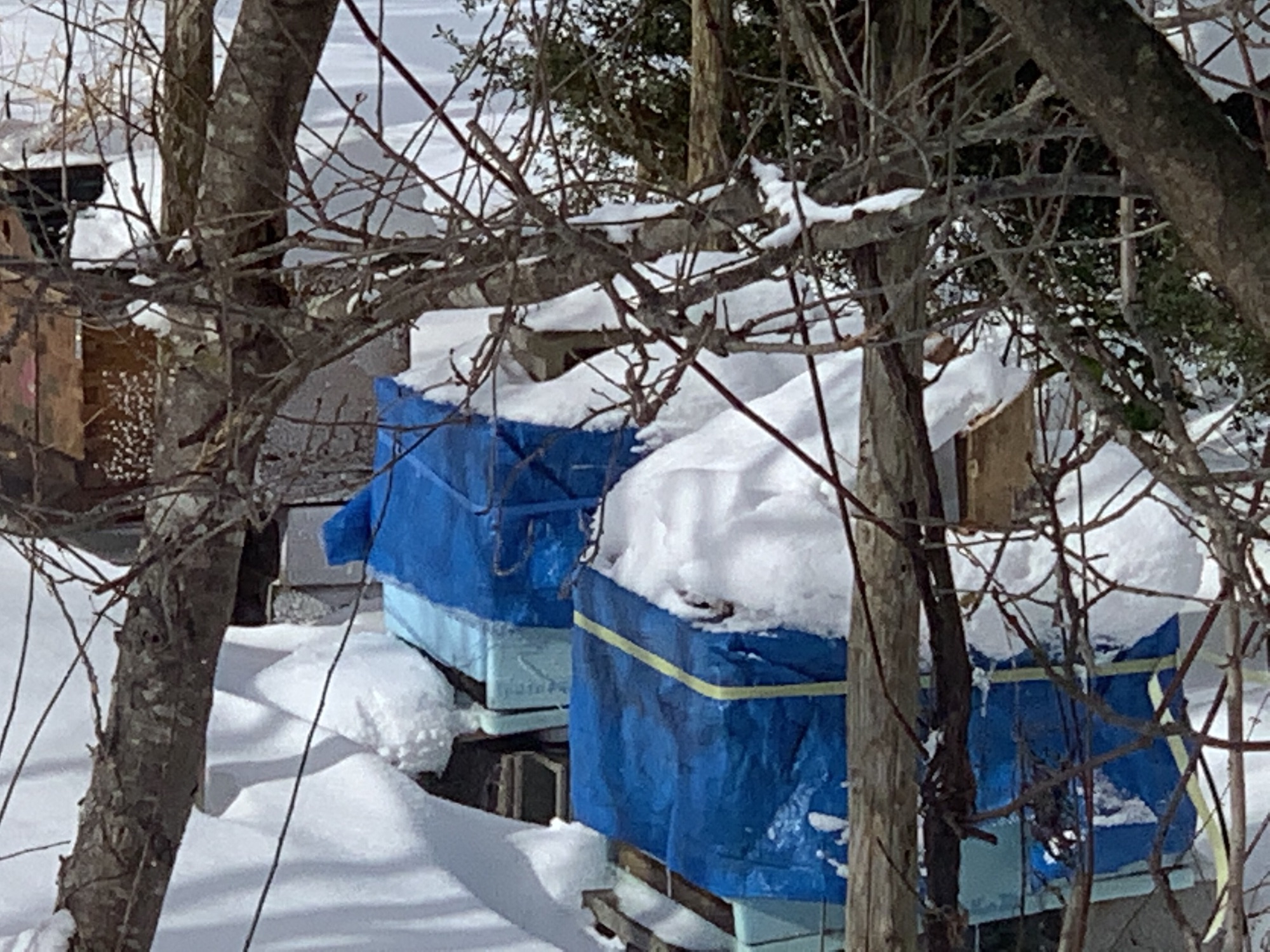 information | Beehive japan