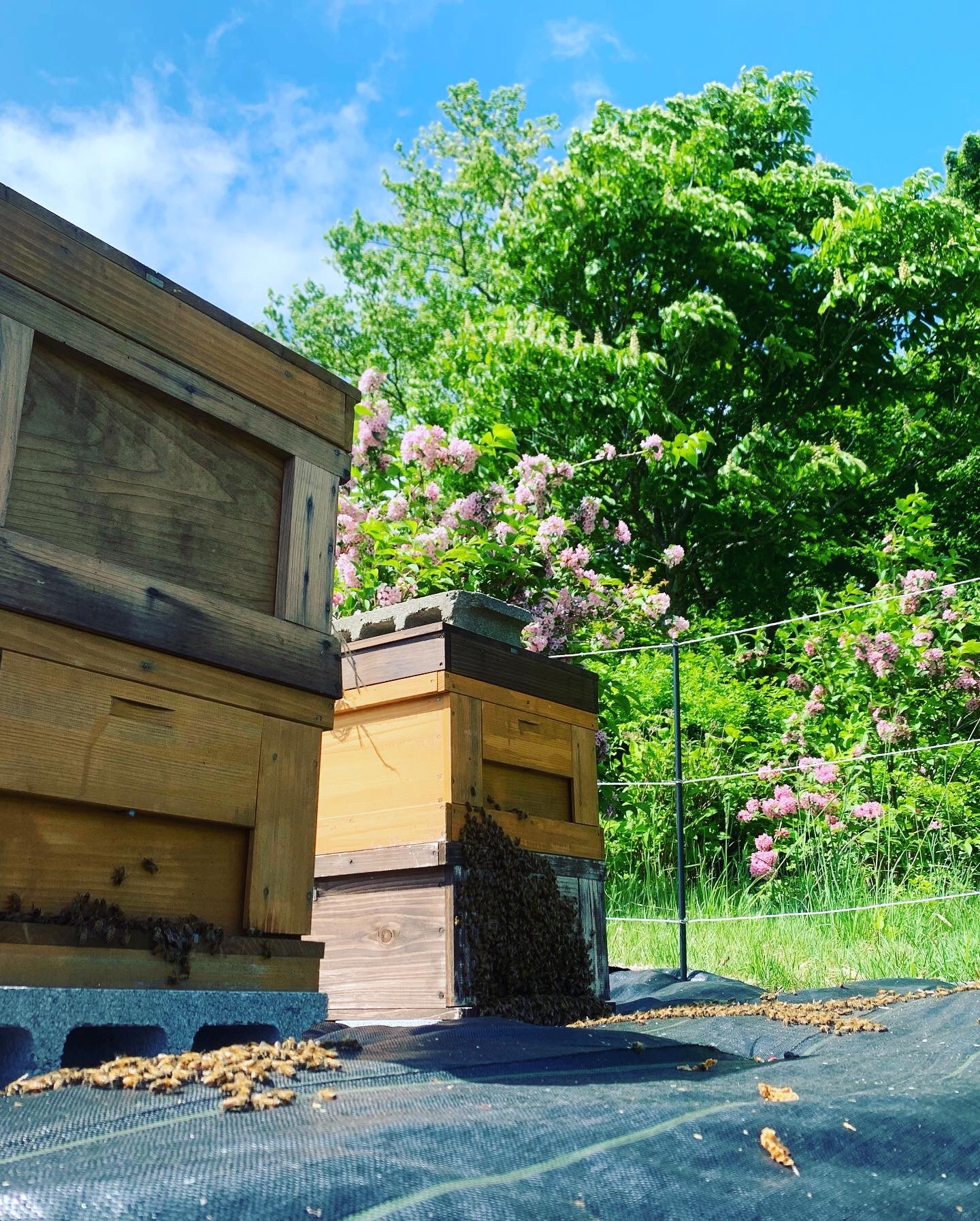 お知らせ | BEEHIVE JAPAN CO.,LTD.