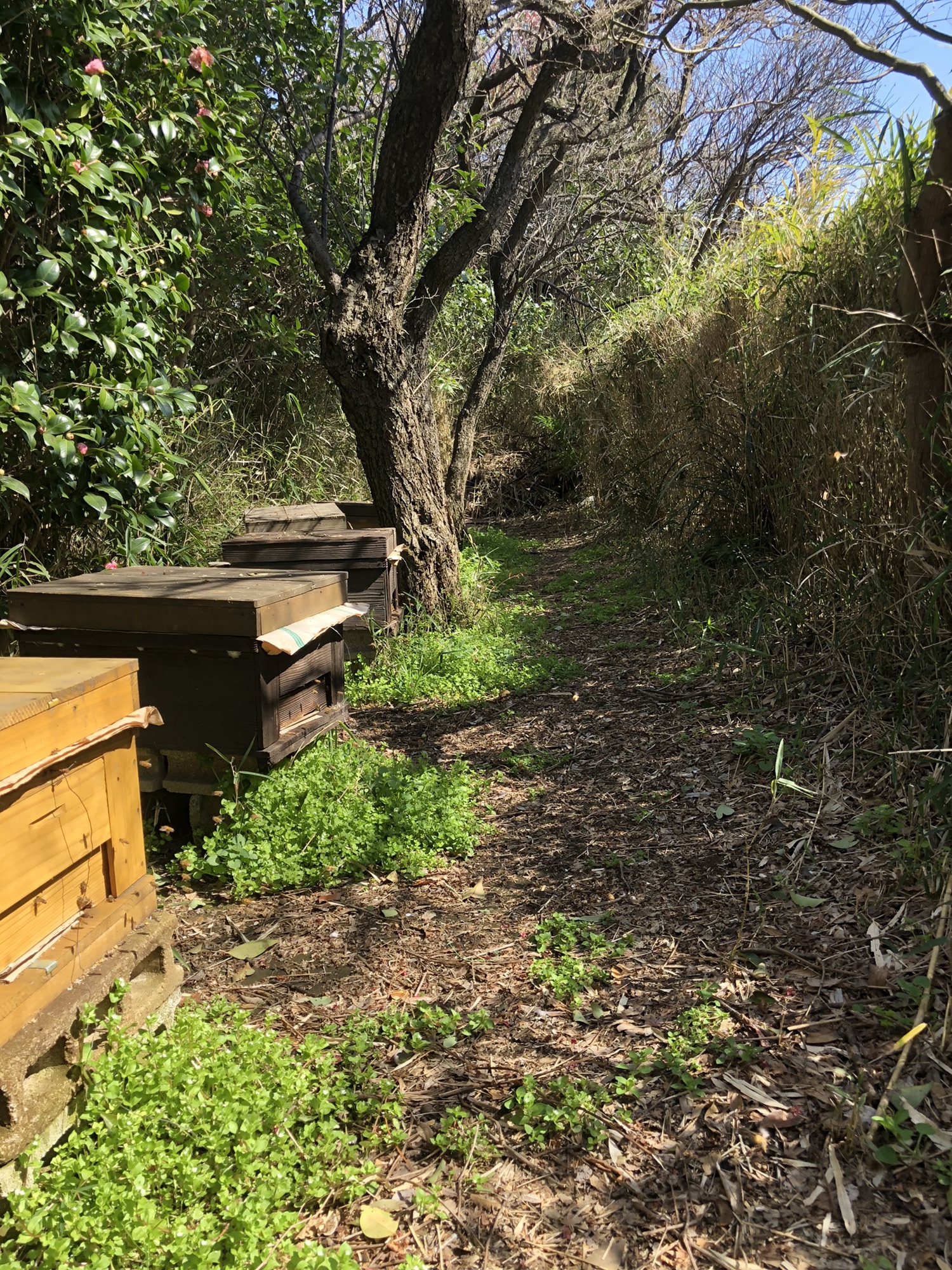 information | Beehive japan