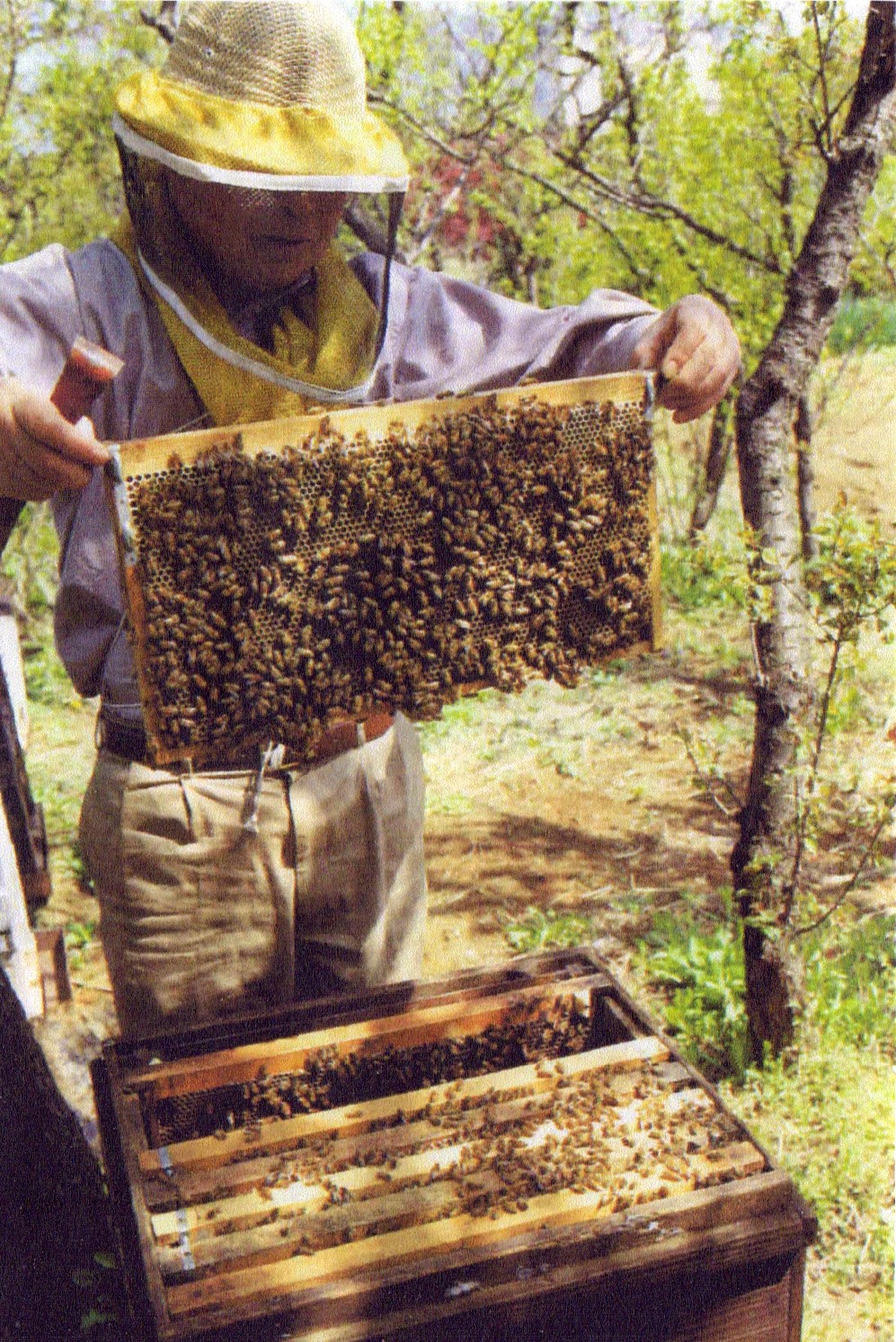 about us | Beehive japan