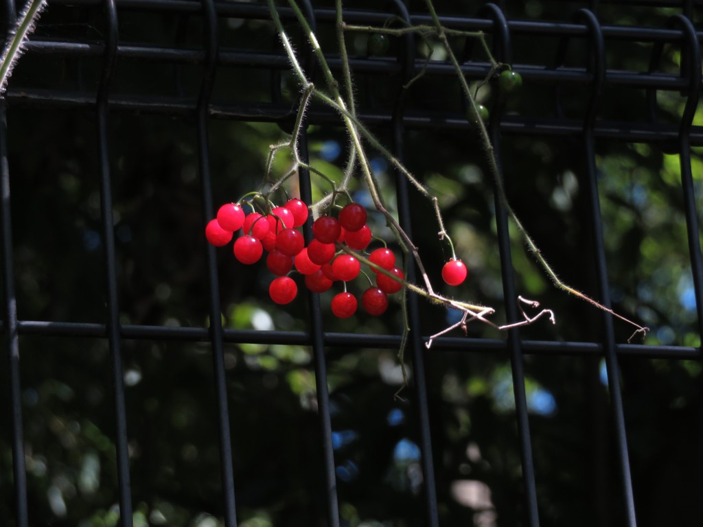 鳥達への贈り物 | 並木彩時記