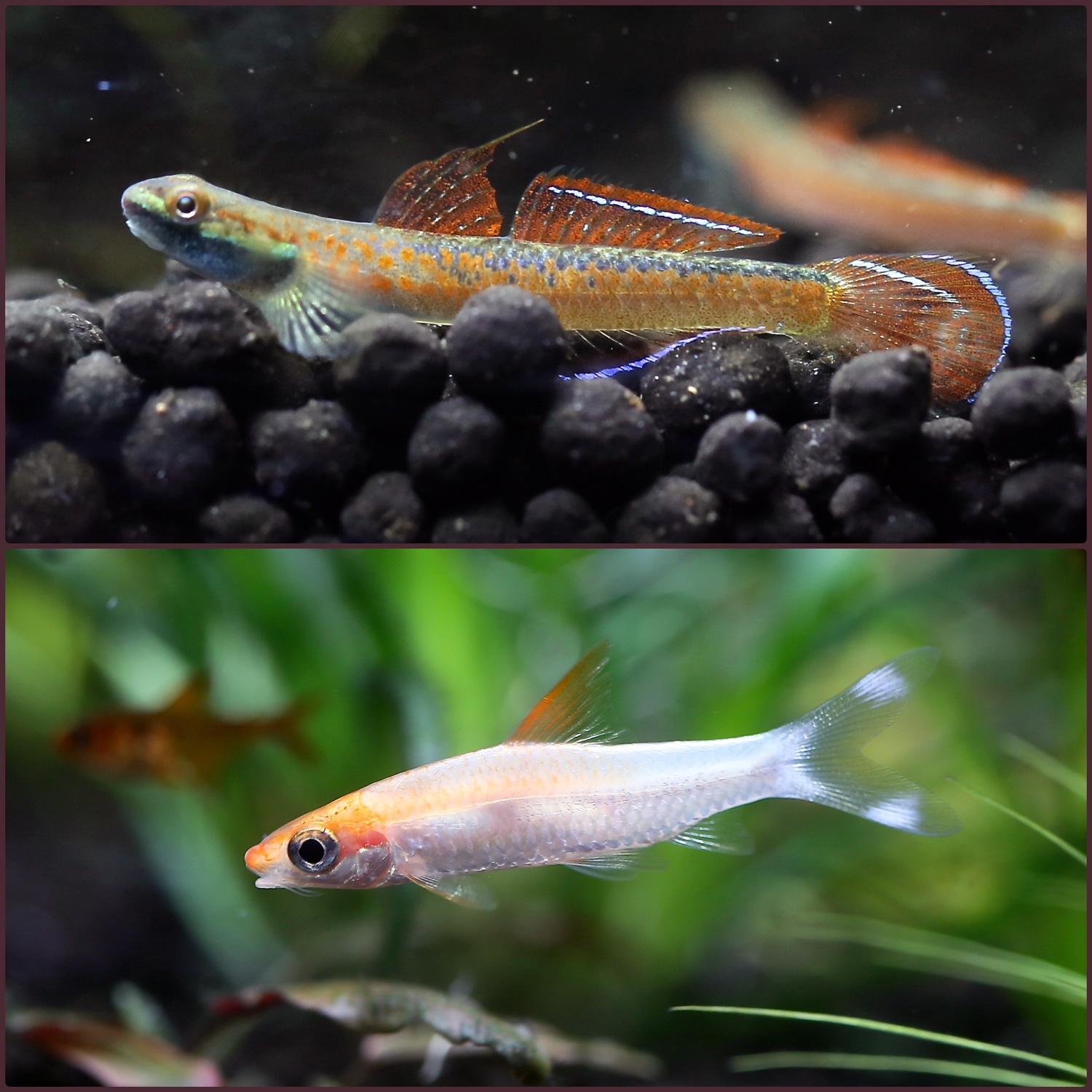 入荷情報と写真 | aQualite