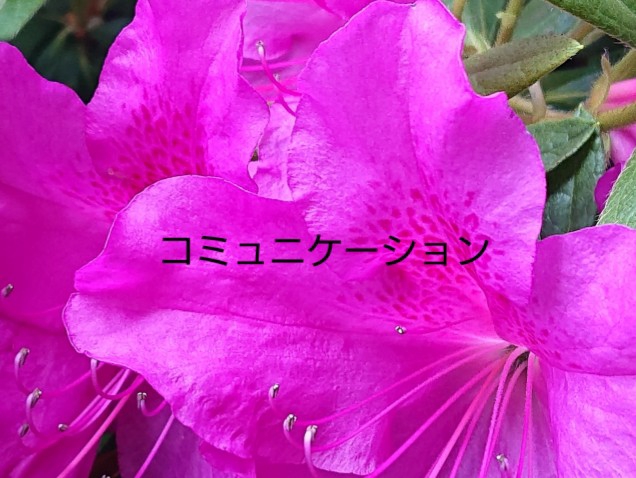 言の葉 59 | Hako's be exercise