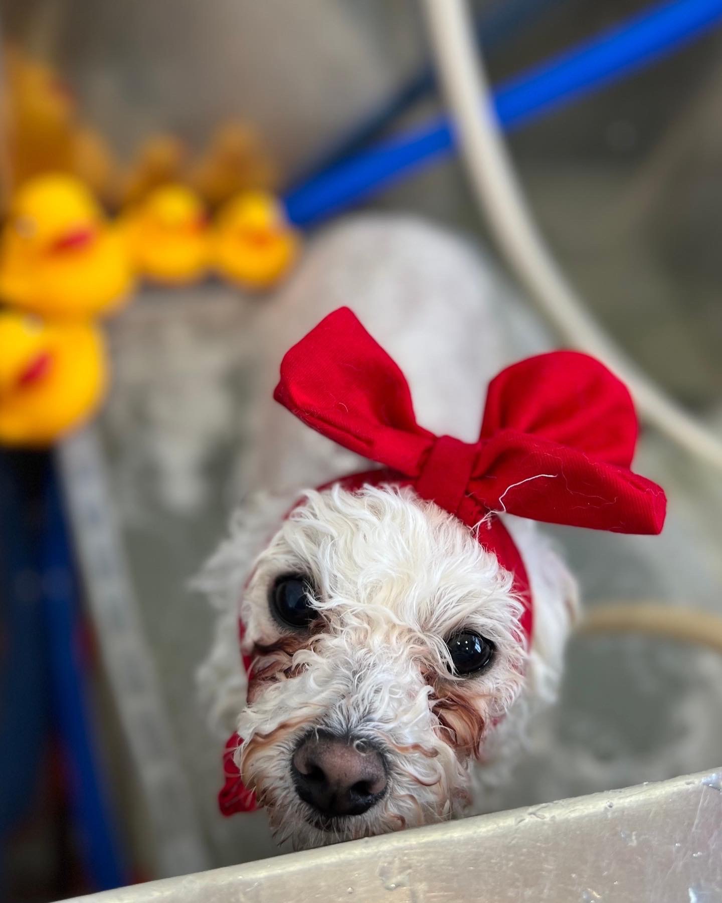 Them Jumis would | Jumi’sWorld Blog